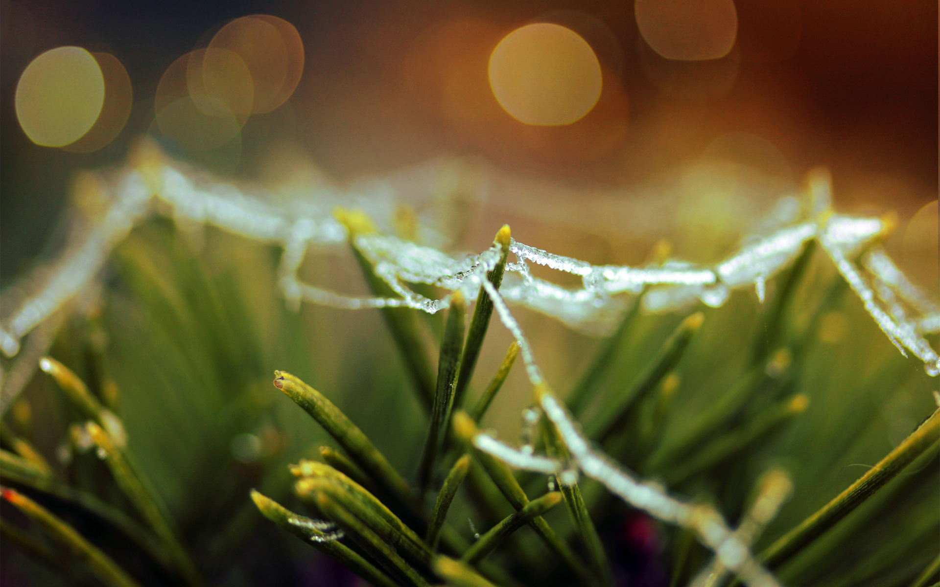 Nature Close Up HD Wallpaper