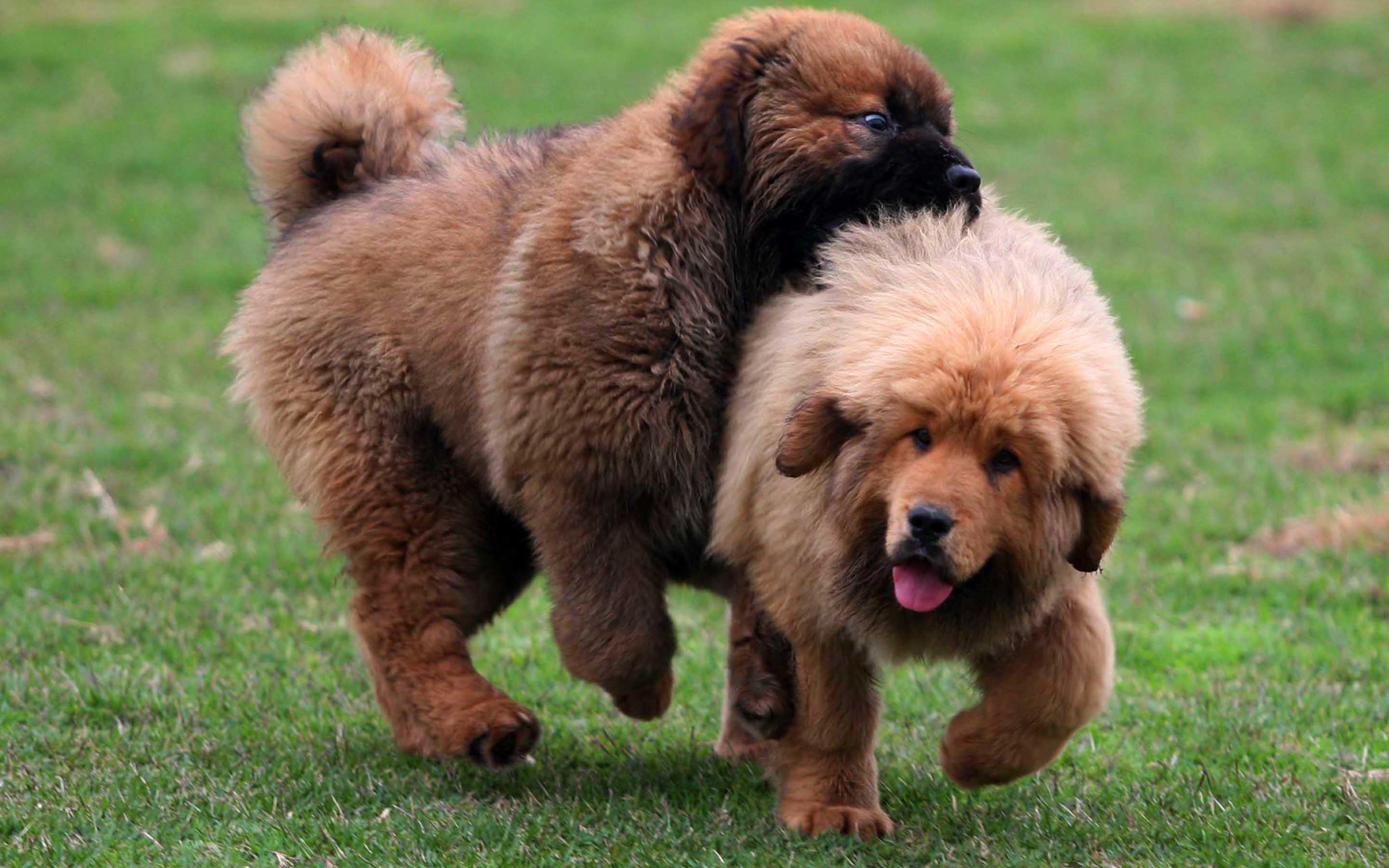 High Resolution Images Of Dogs