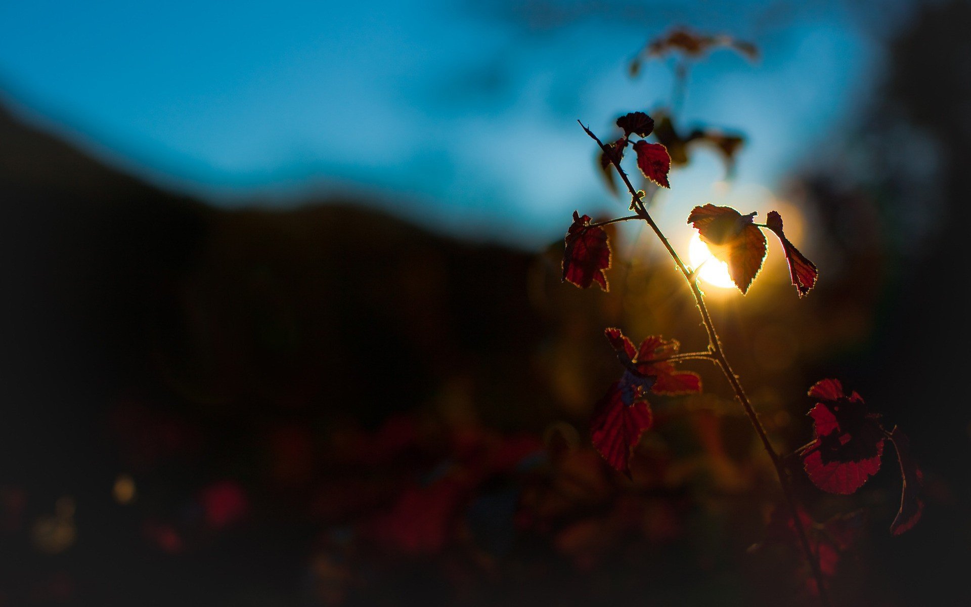 Nature’s Intimate Glow: HD Close-Up of Twilight Blooms | 1920x1200 ...
