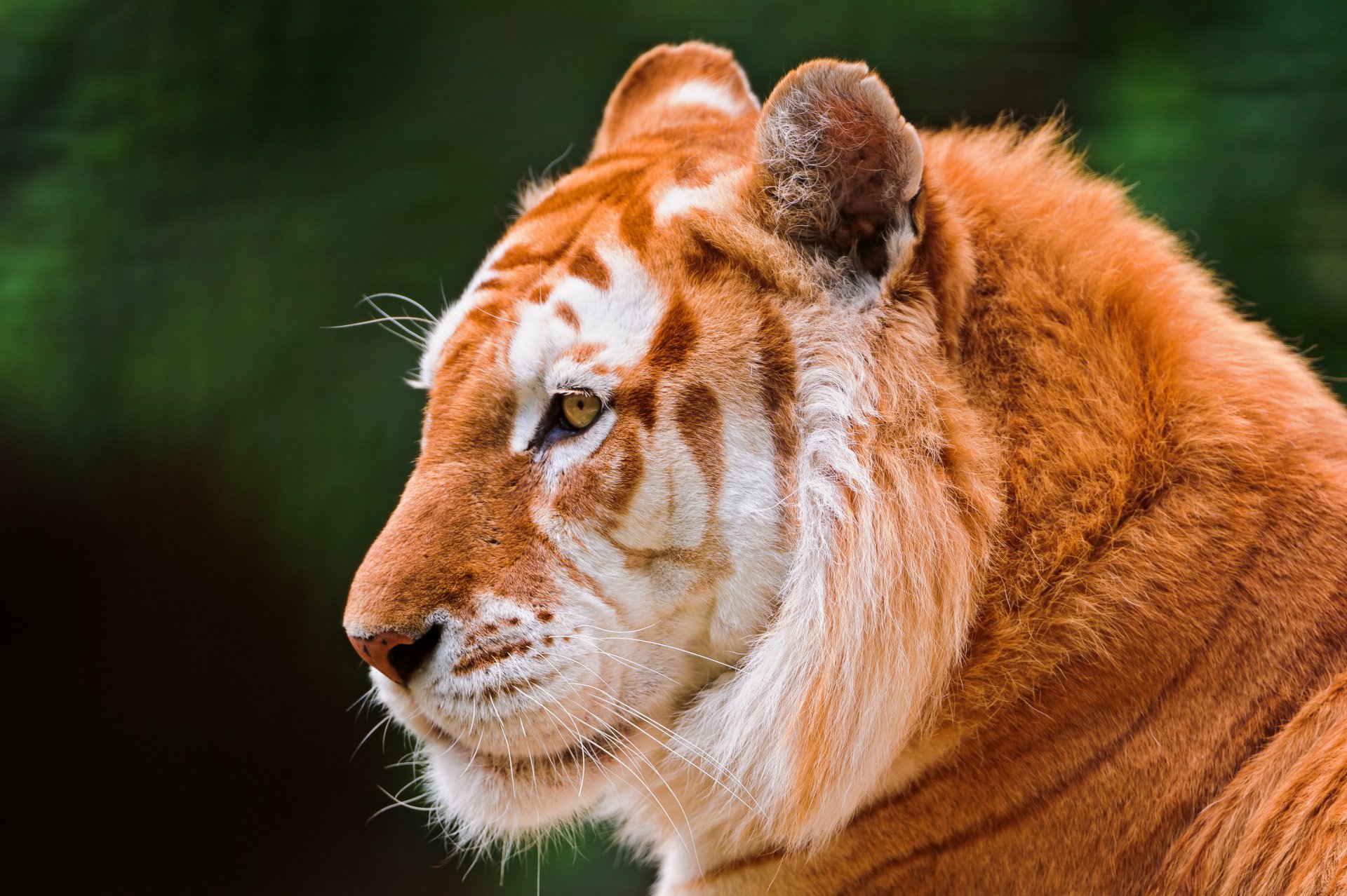 Majestic Tiger in 4K Ultra HD – Stunning Animal Wallpaper | 4151x2762 ...