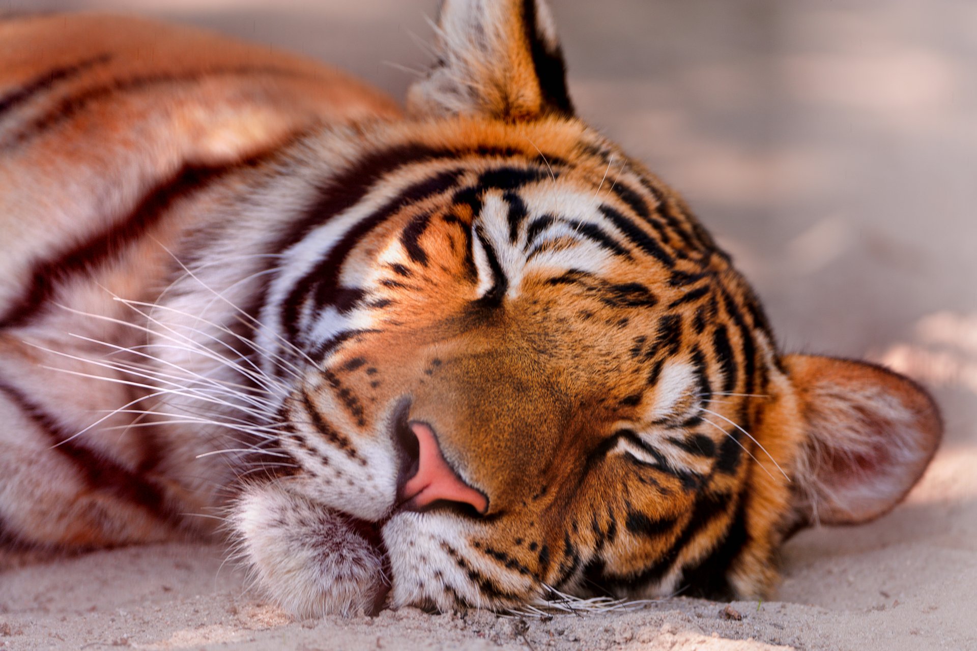 Sleeping Majesty — Tiger 4K Ultra HD Wallpaper | 4101x2734 | Wallpaper ...