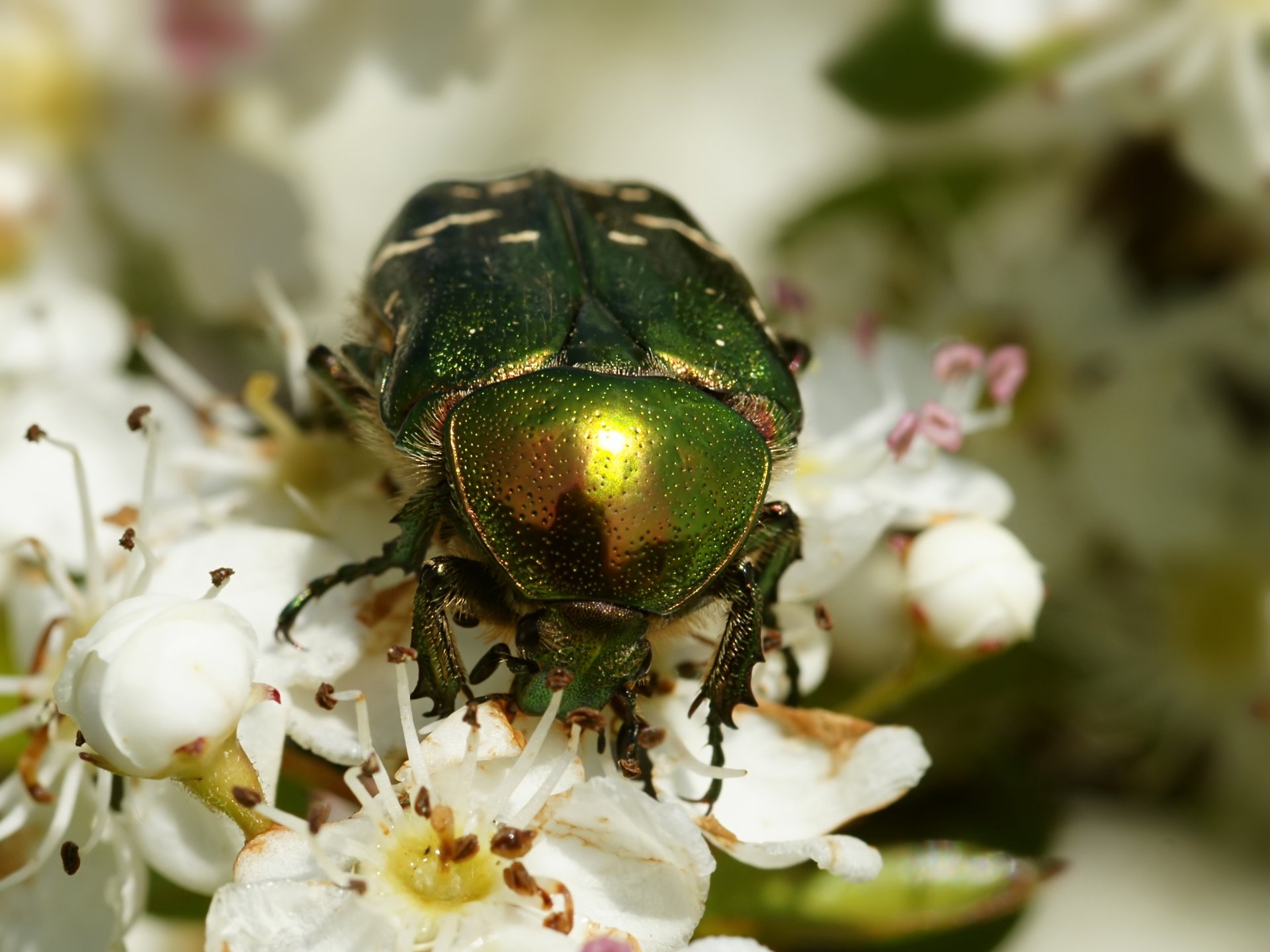 Download Animal Insect HD Wallpaper | 2840x2130 | Wallpaper Abyss