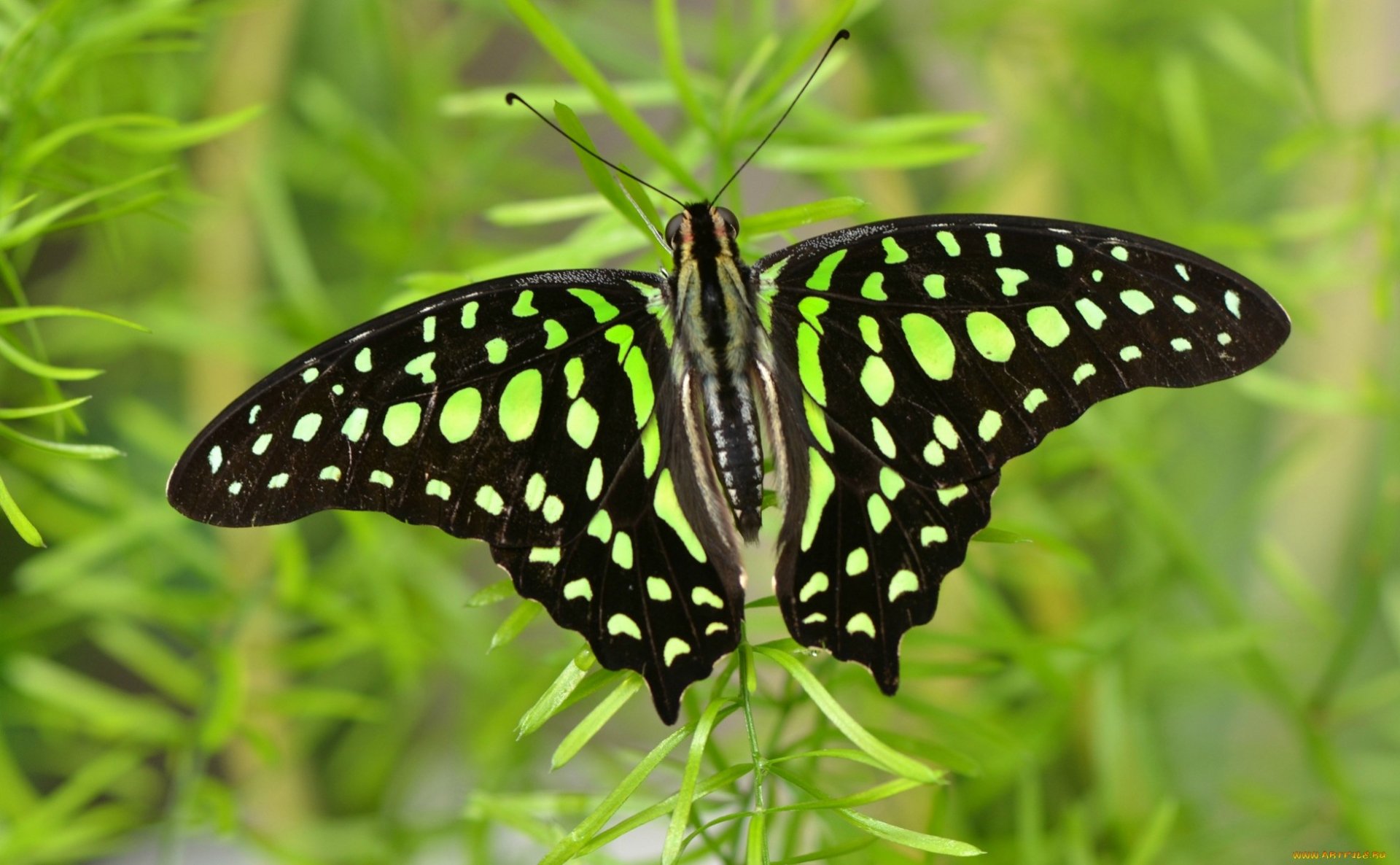 Stunning Green Butterfly HD Wallpaper