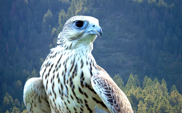 [10+] Falcon 4k Wallpapers