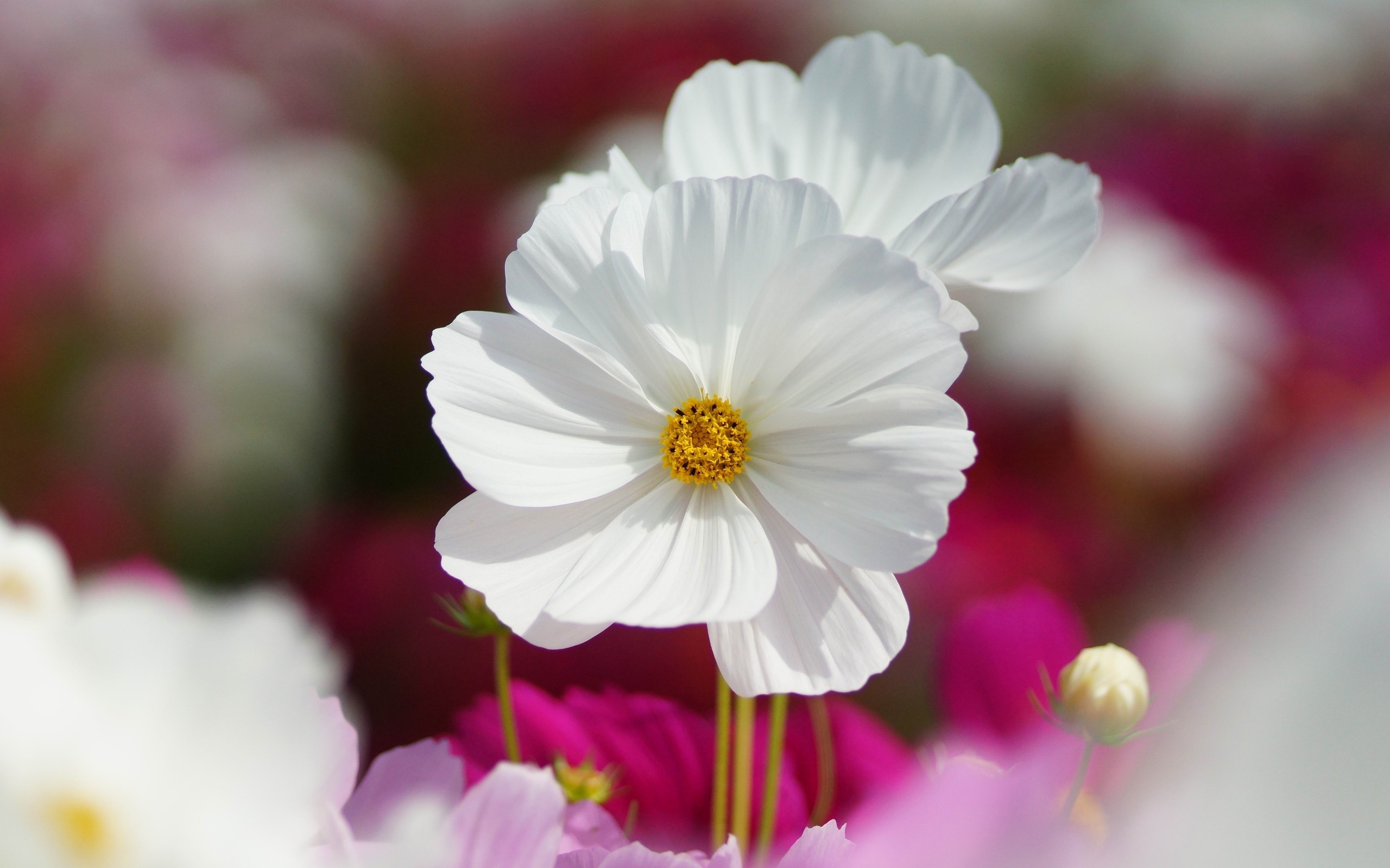 HD Wallpaper of Nature's Elegance: A Beautiful Flower