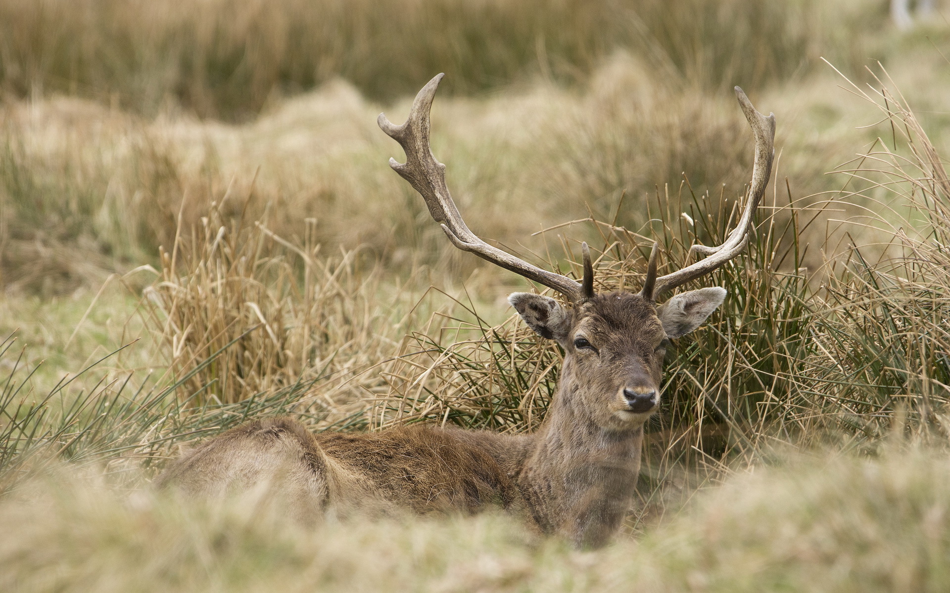 Majestic Deer in Natural HD Splendor