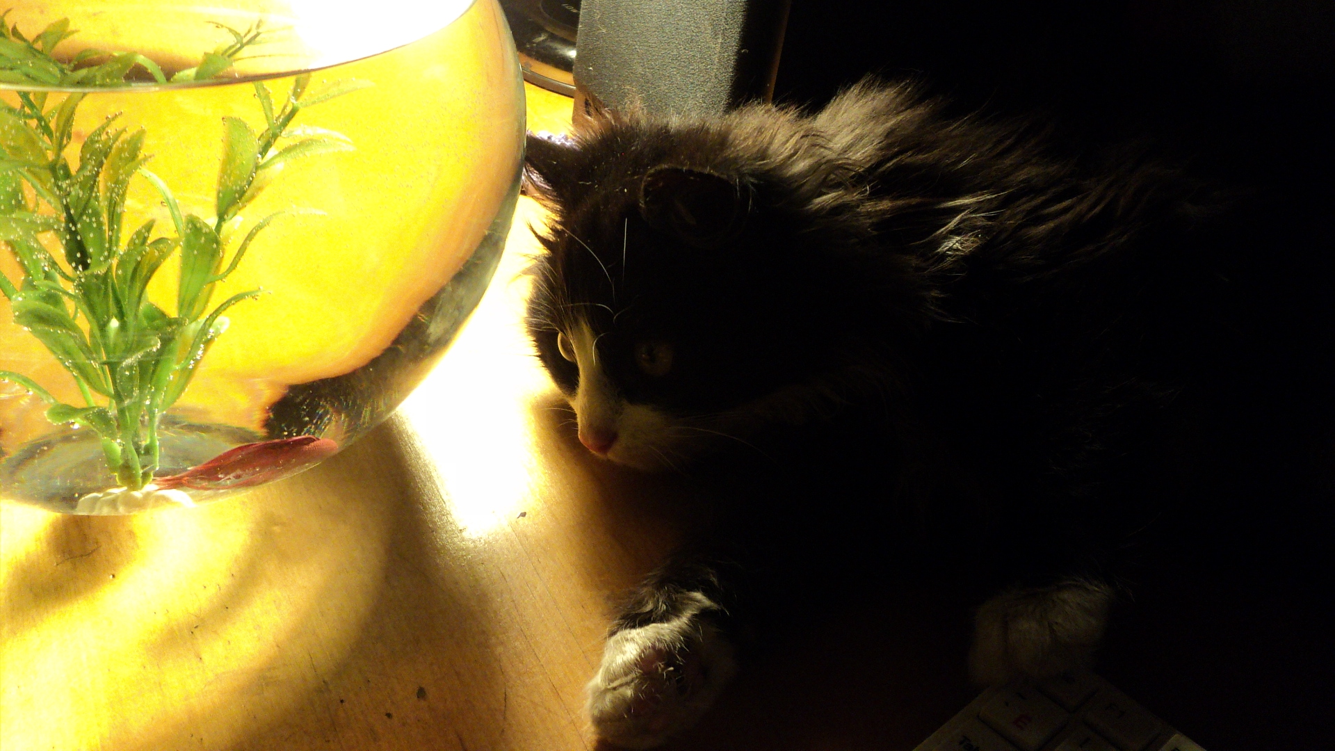 Download Fish Animal Cat HD Wallpaper