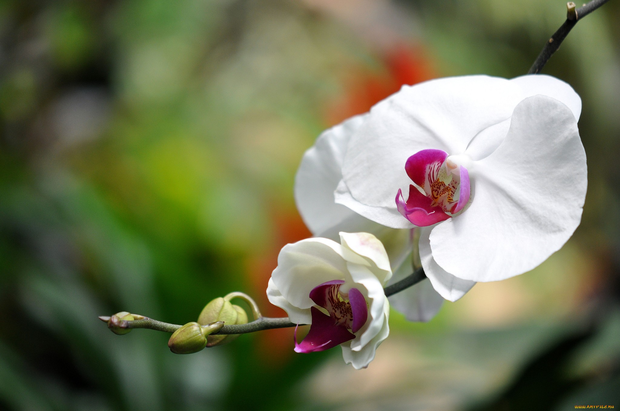 Orchid Elegance: HD Nature’s Blooming Masterpiece