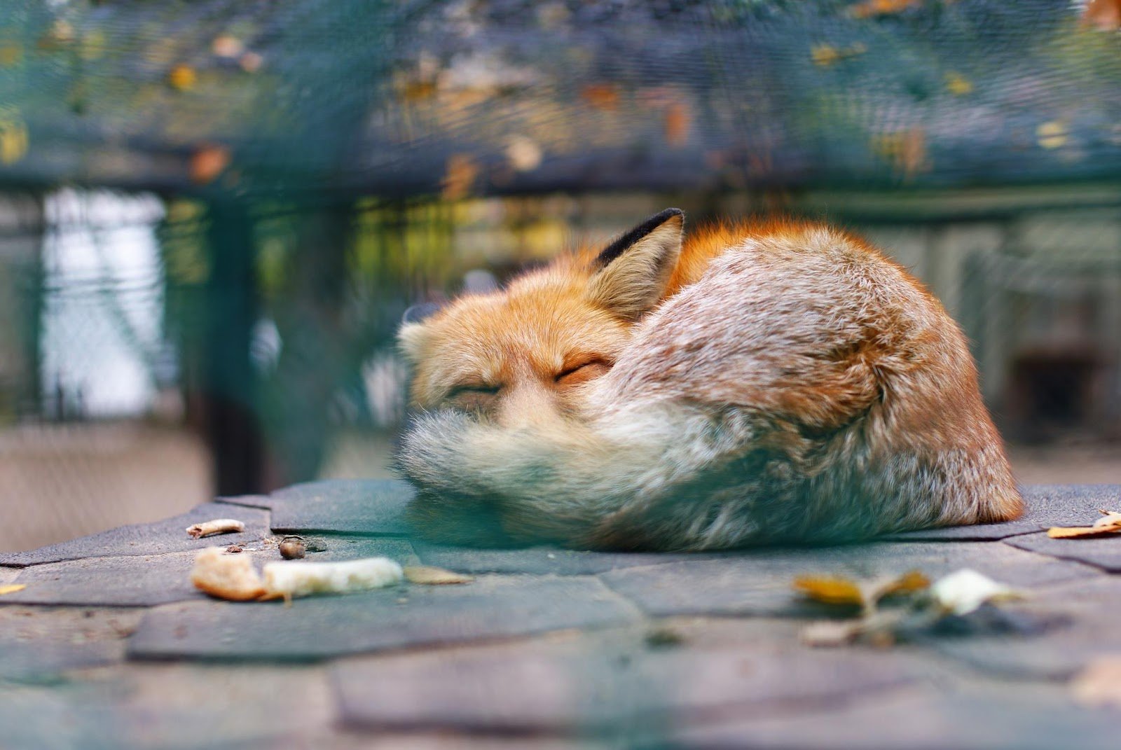 Cozy Fox: A Stunning HD Wallpaper for Nature Lovers