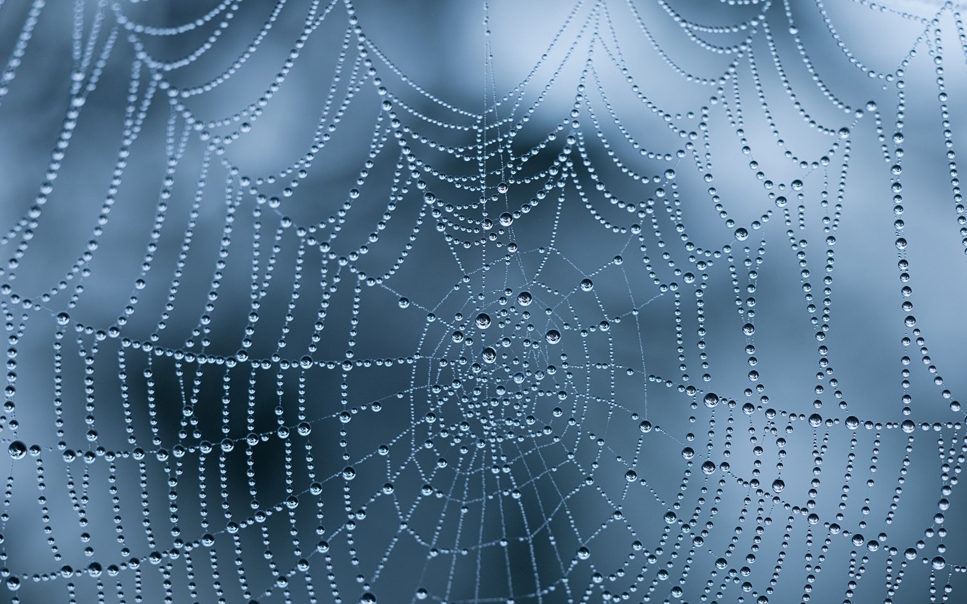 HD Spider Web Photography: Nature’s Delicate Dew-Kissed Masterpiece