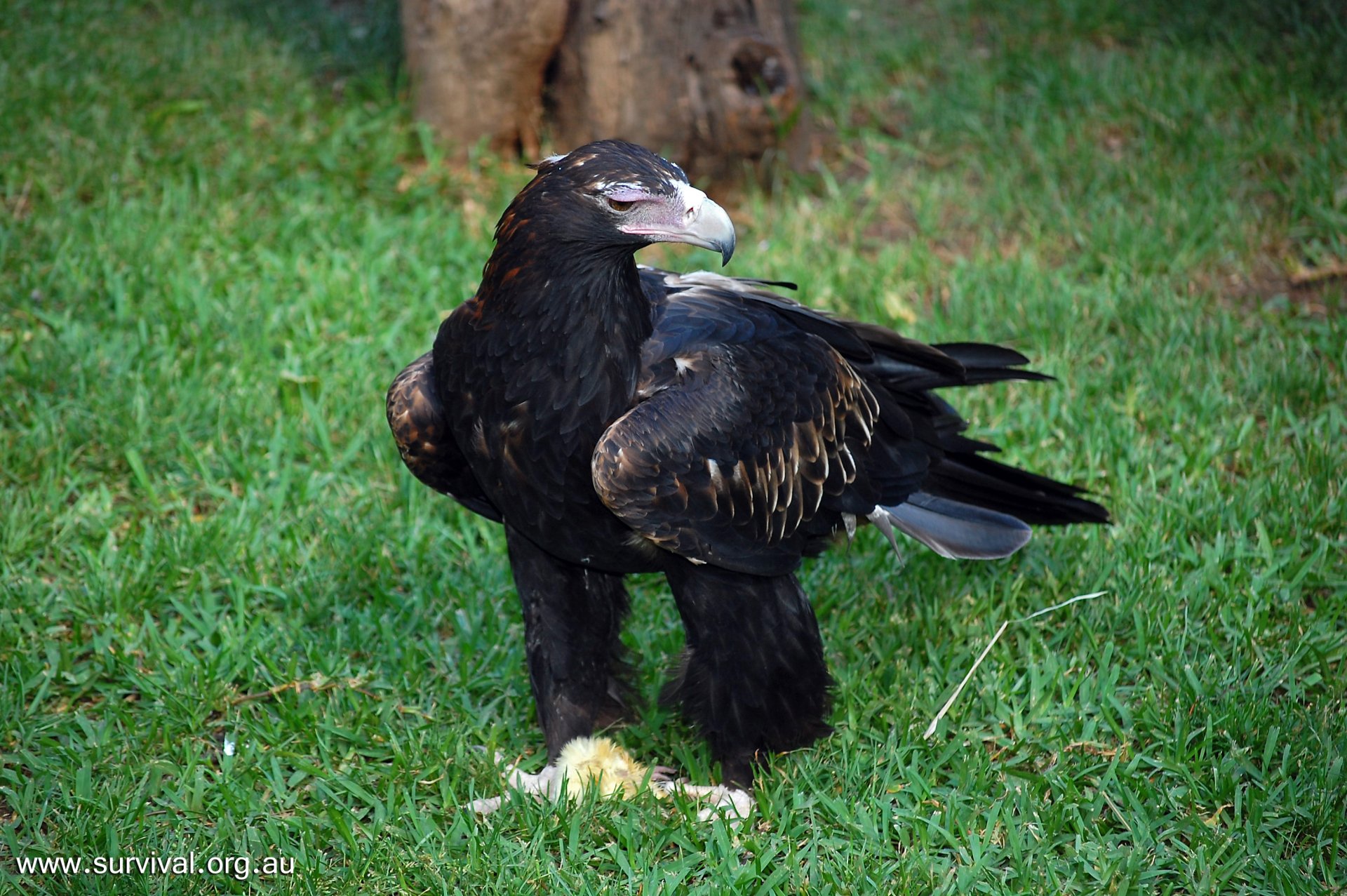 Download Animal Wedge Tailed Eagle HD Wallpaper