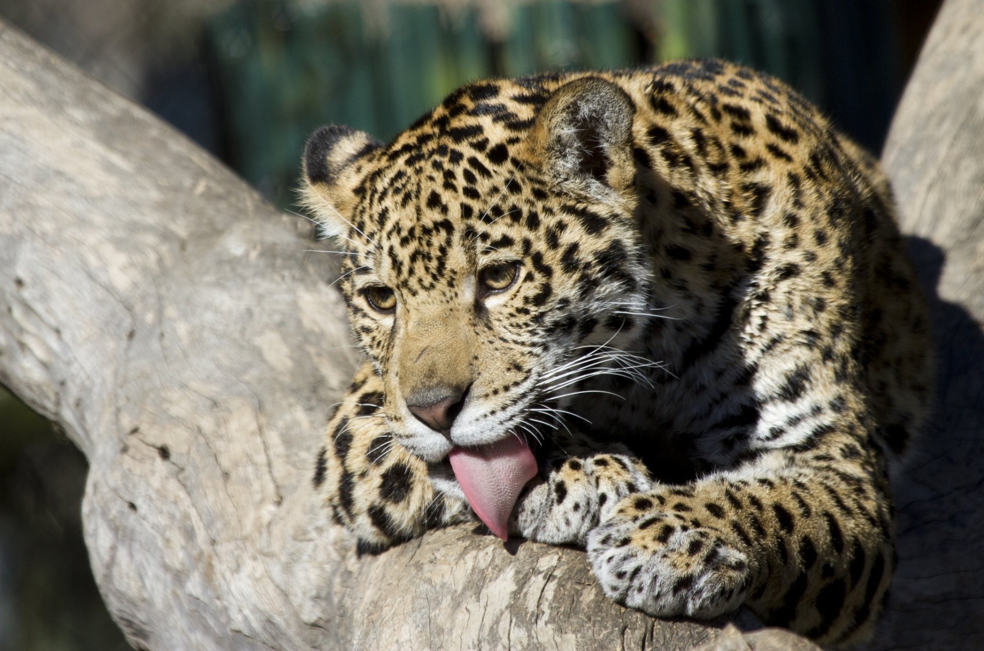 Download Animal Leopard HD Wallpaper