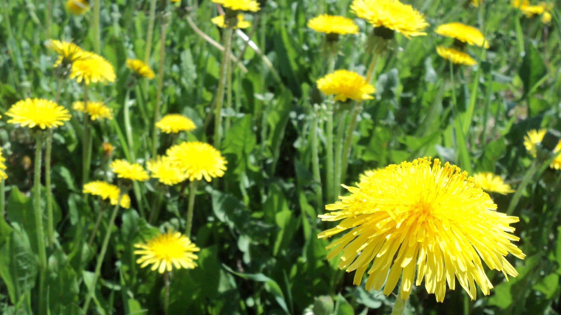 Nature Dandelion HD Wallpaper