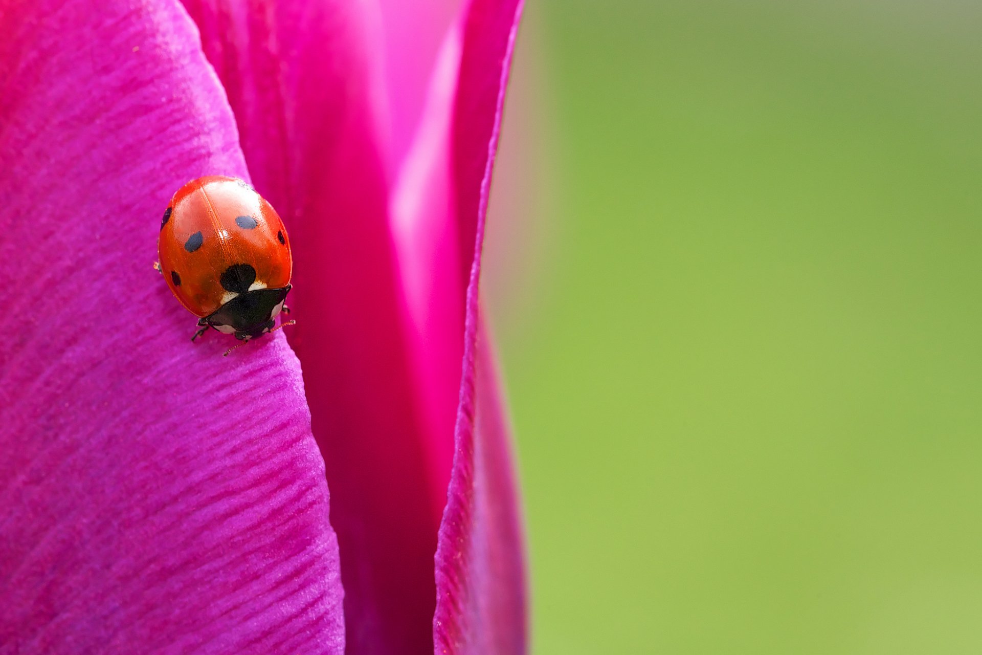 Download Animal Ladybug HD Wallpaper