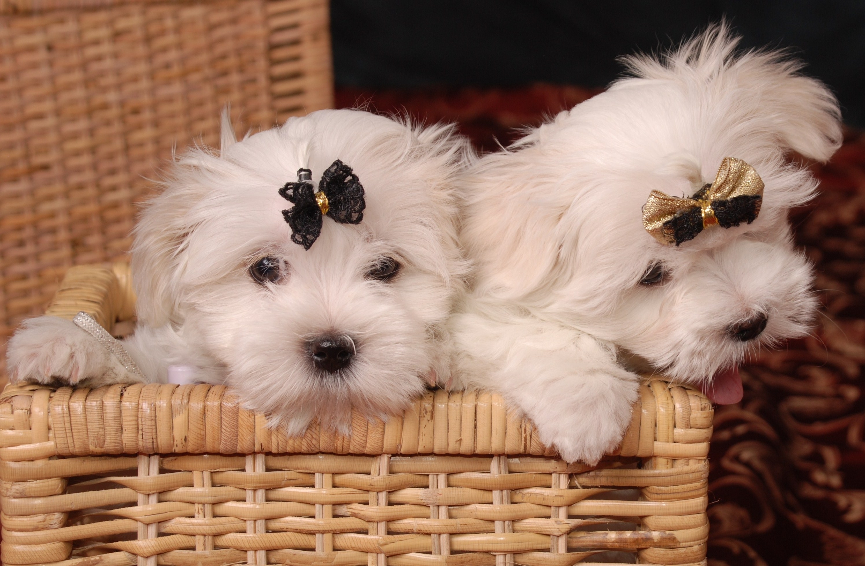 Dog HD Wallpaper