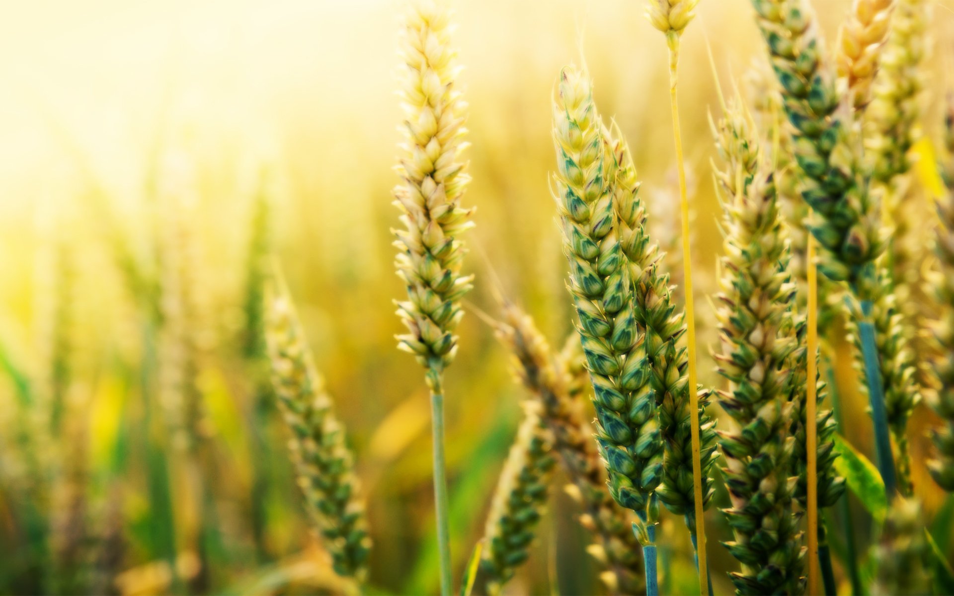 Golden Wheat Fields: A Stunning HD Nature Wallpaper
