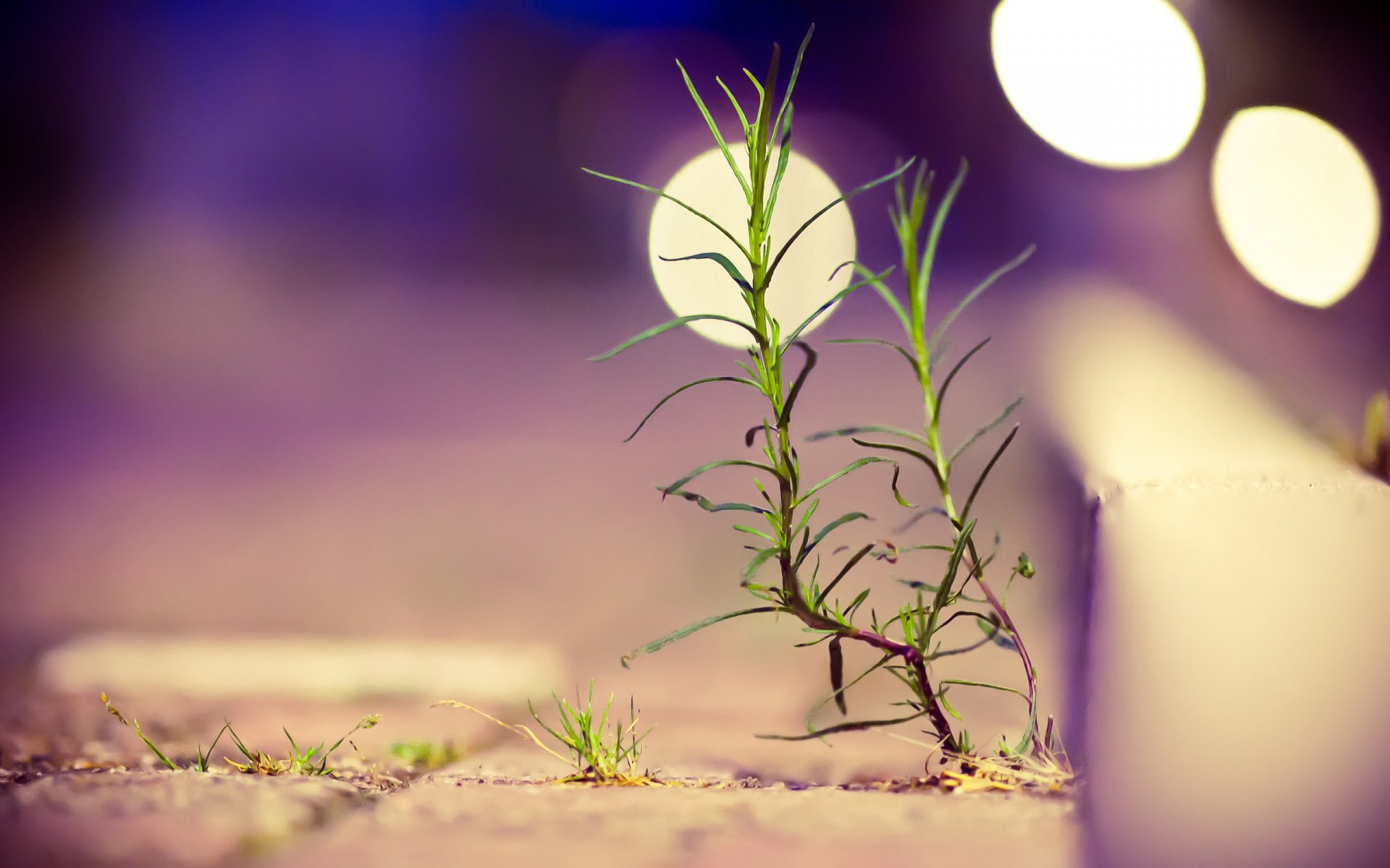 Vibrant Nature HD: Close-Up of a Delicate Green Plant
