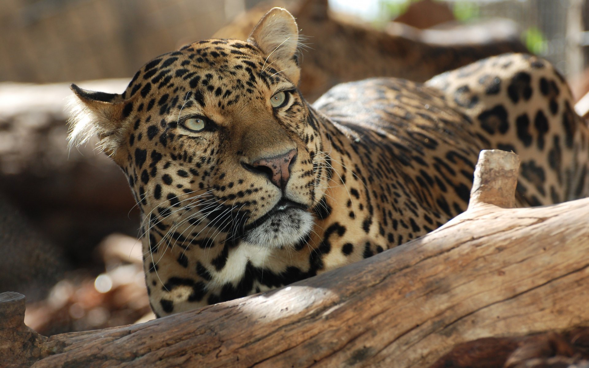 Download Animal Leopard HD Wallpaper