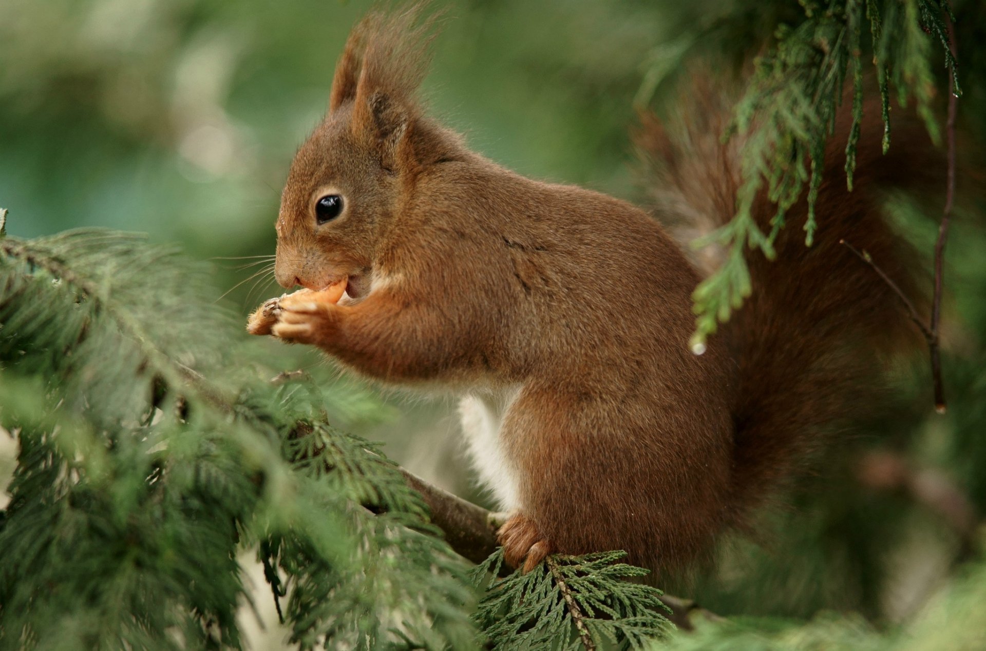 HD Close-Up of a Squirrel in Lush Greenery