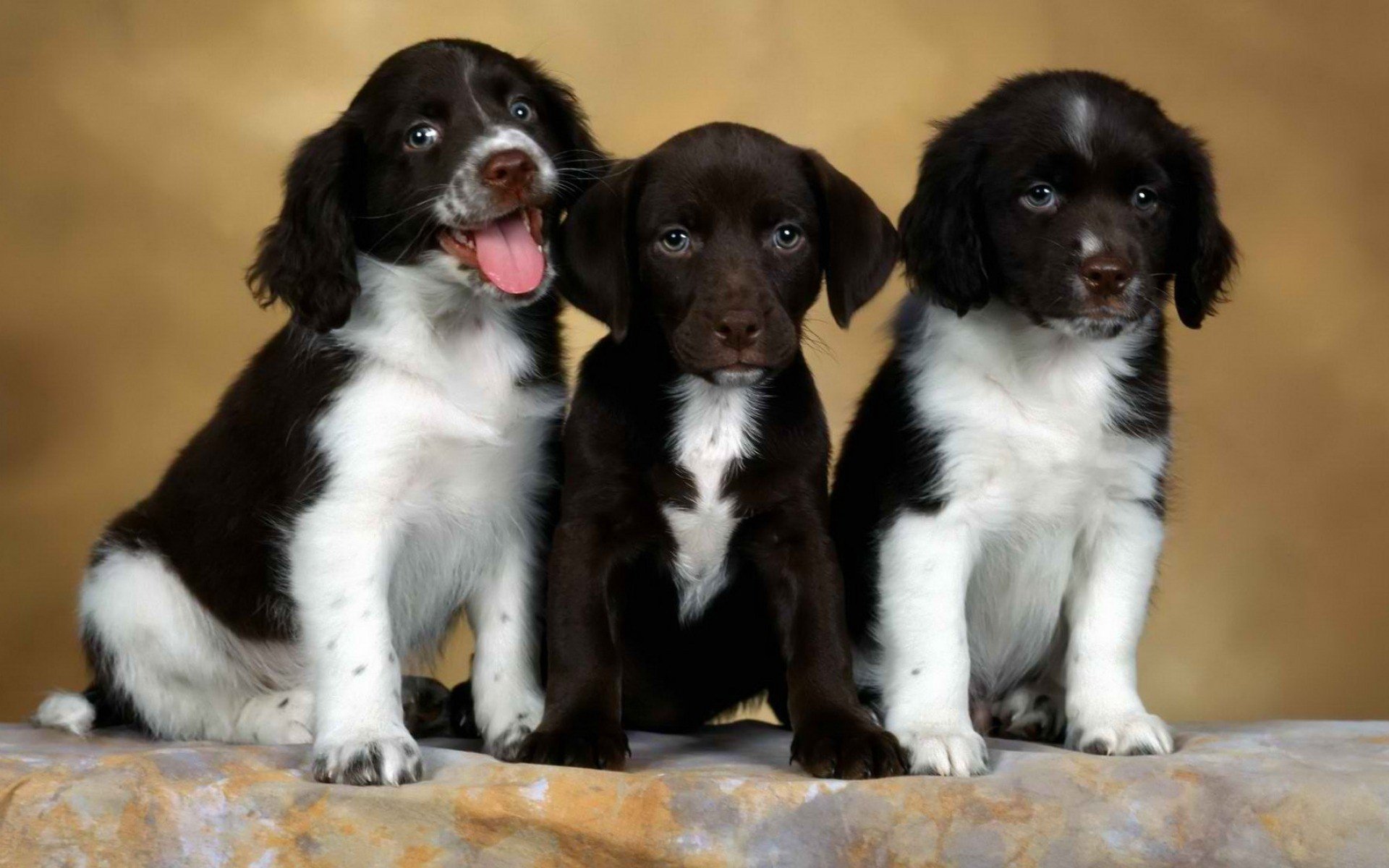 Animal Dog HD Wallpaper
