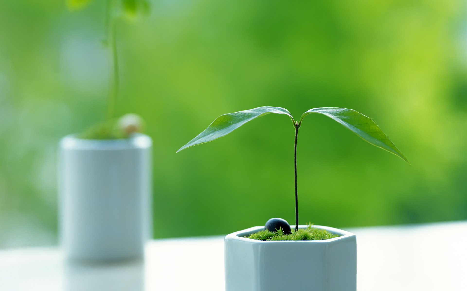 HD Plant Photography: Fresh Green Growth in Focus