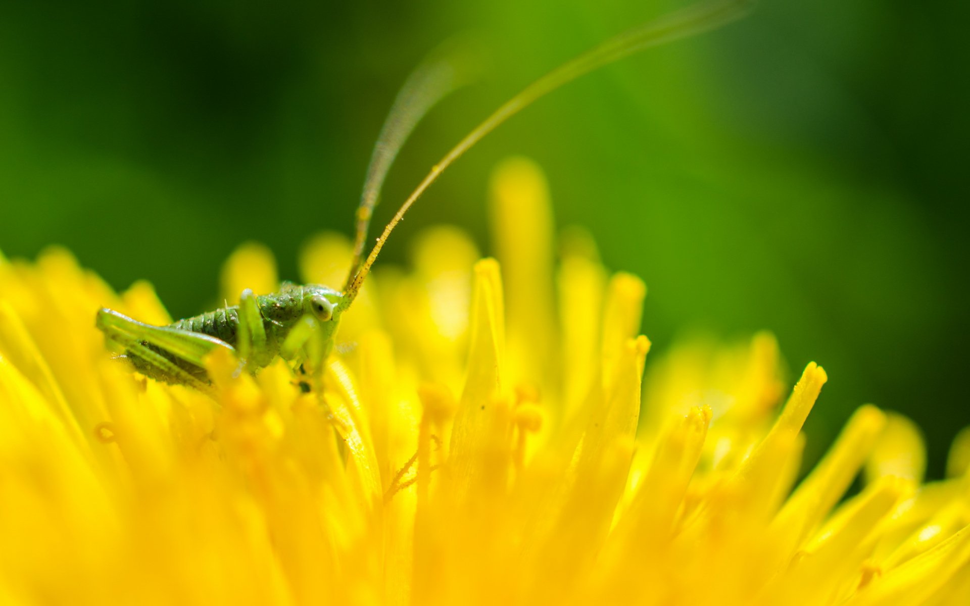 Grasshopper HD Wallpaper