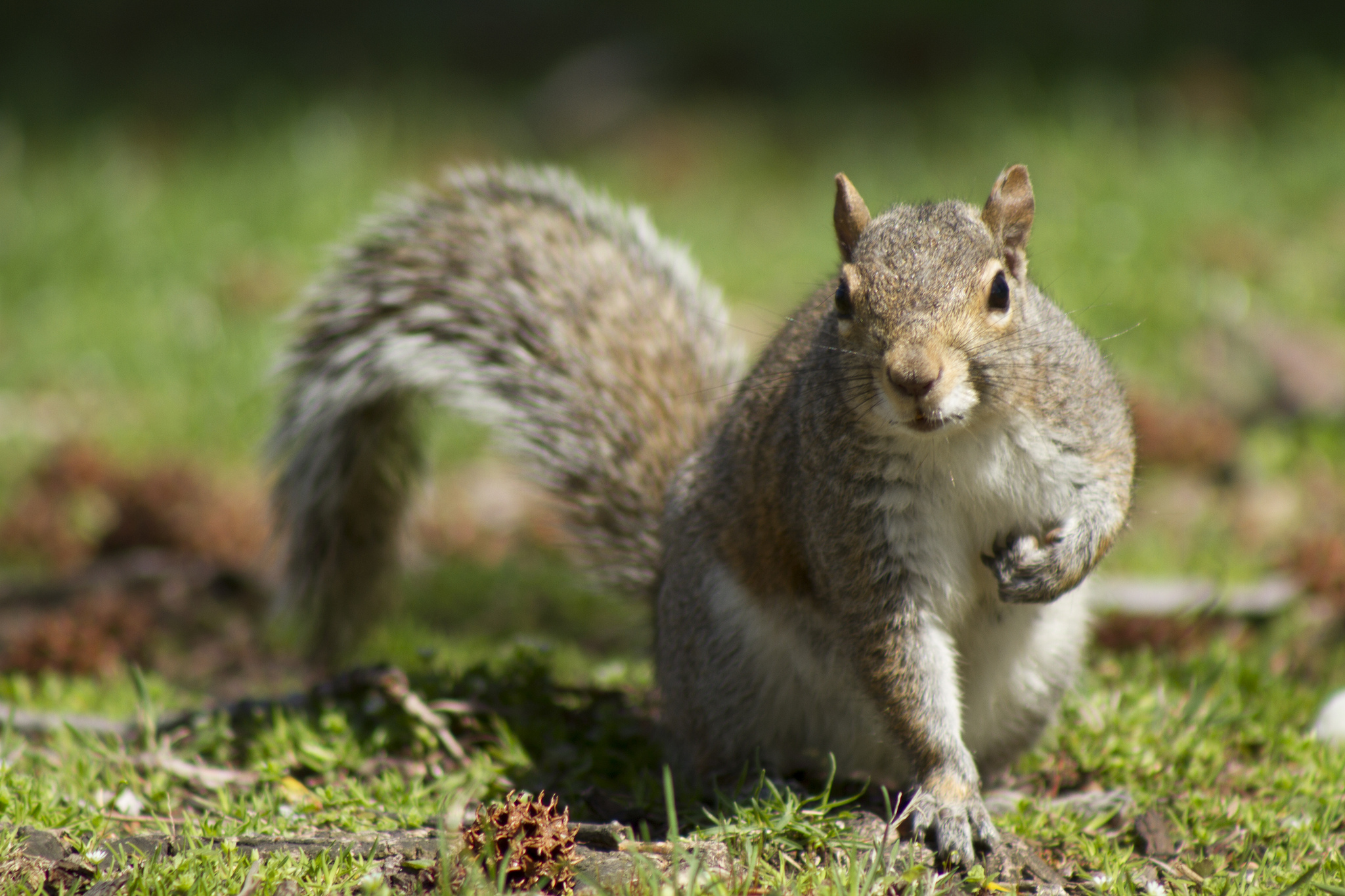 Download Animal Squirrel HD Wallpaper