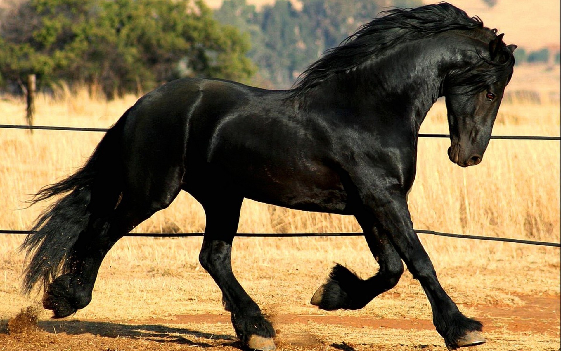 Horse HD Wallpaper | Background Image | 1920x1200 | ID:408463 ...
