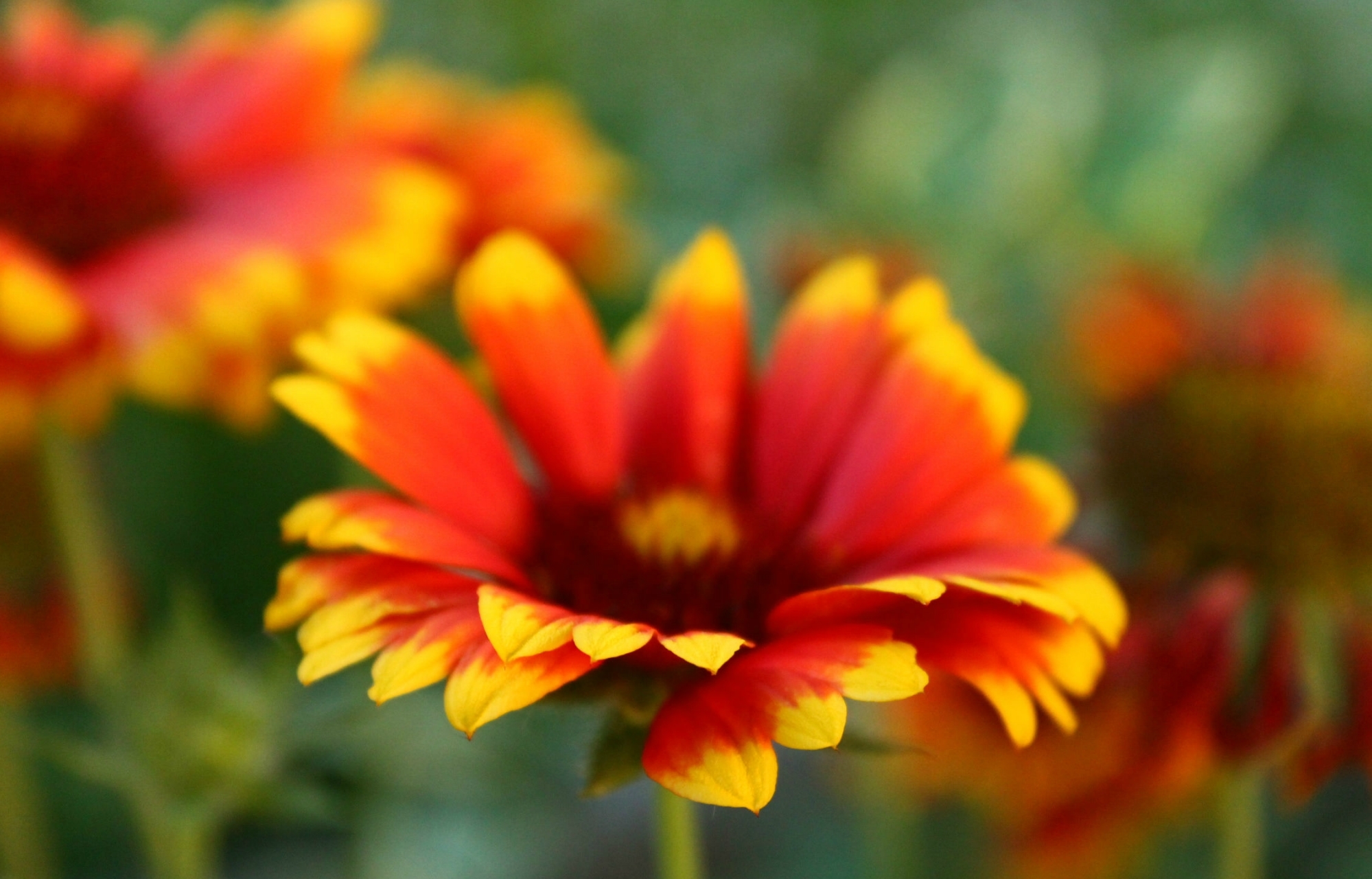 Nature Flower HD Wallpaper