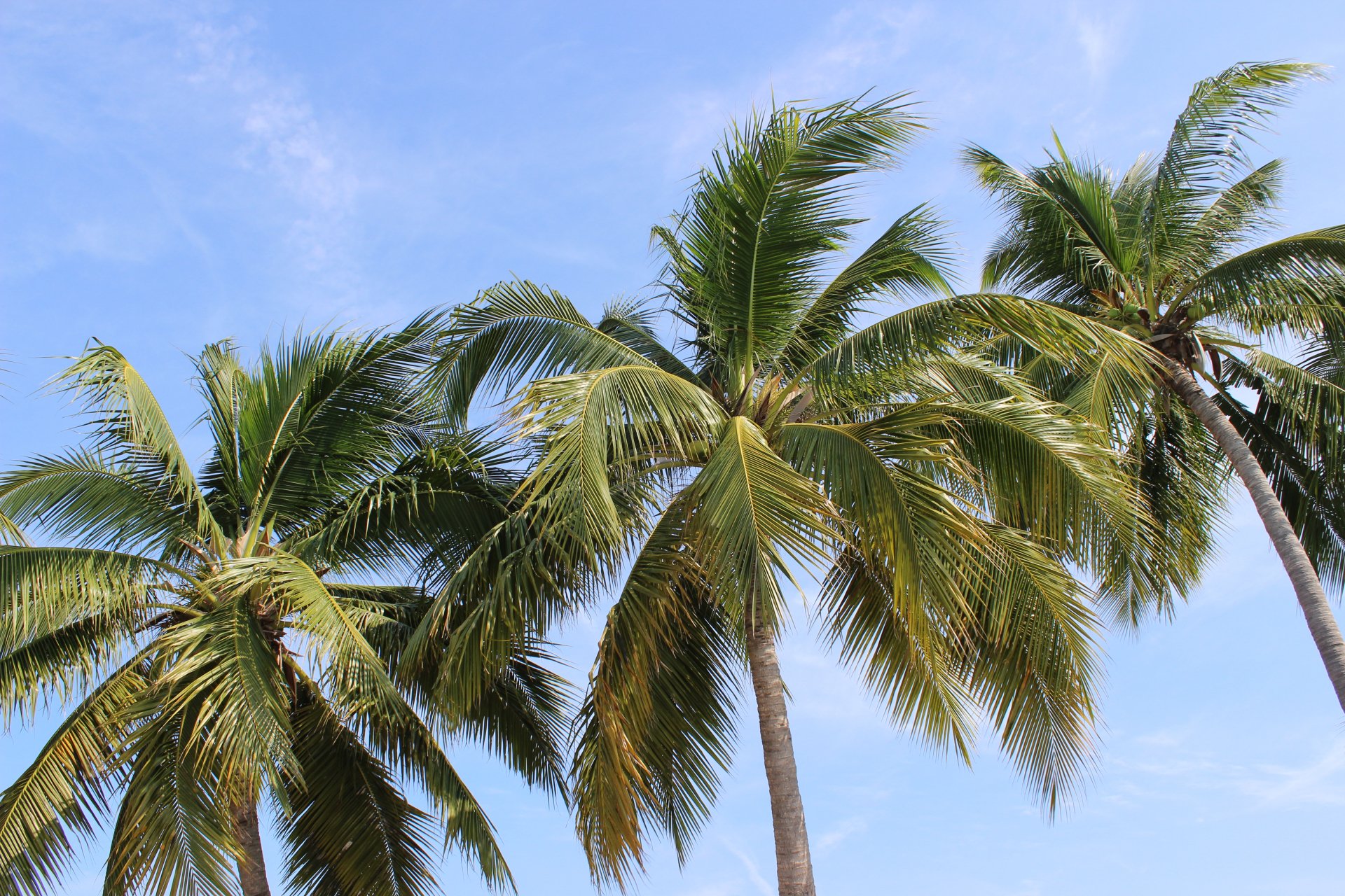 4K Ultra HD Palm Serenity: Nature's Tropical Majesty