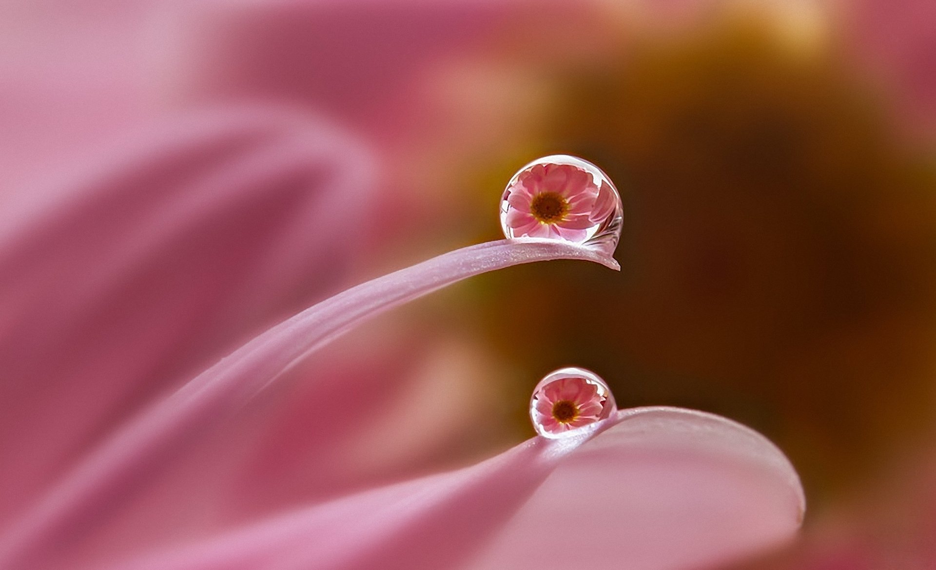 Nature’s Elegance: Stunning Water Drops in HD