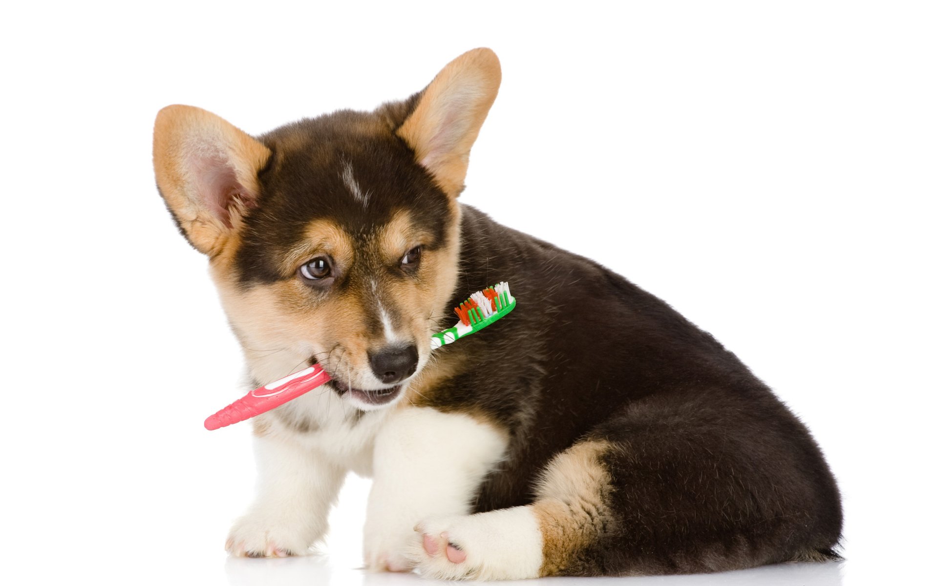 Adorable Corgi Puppy HD Wallpaper