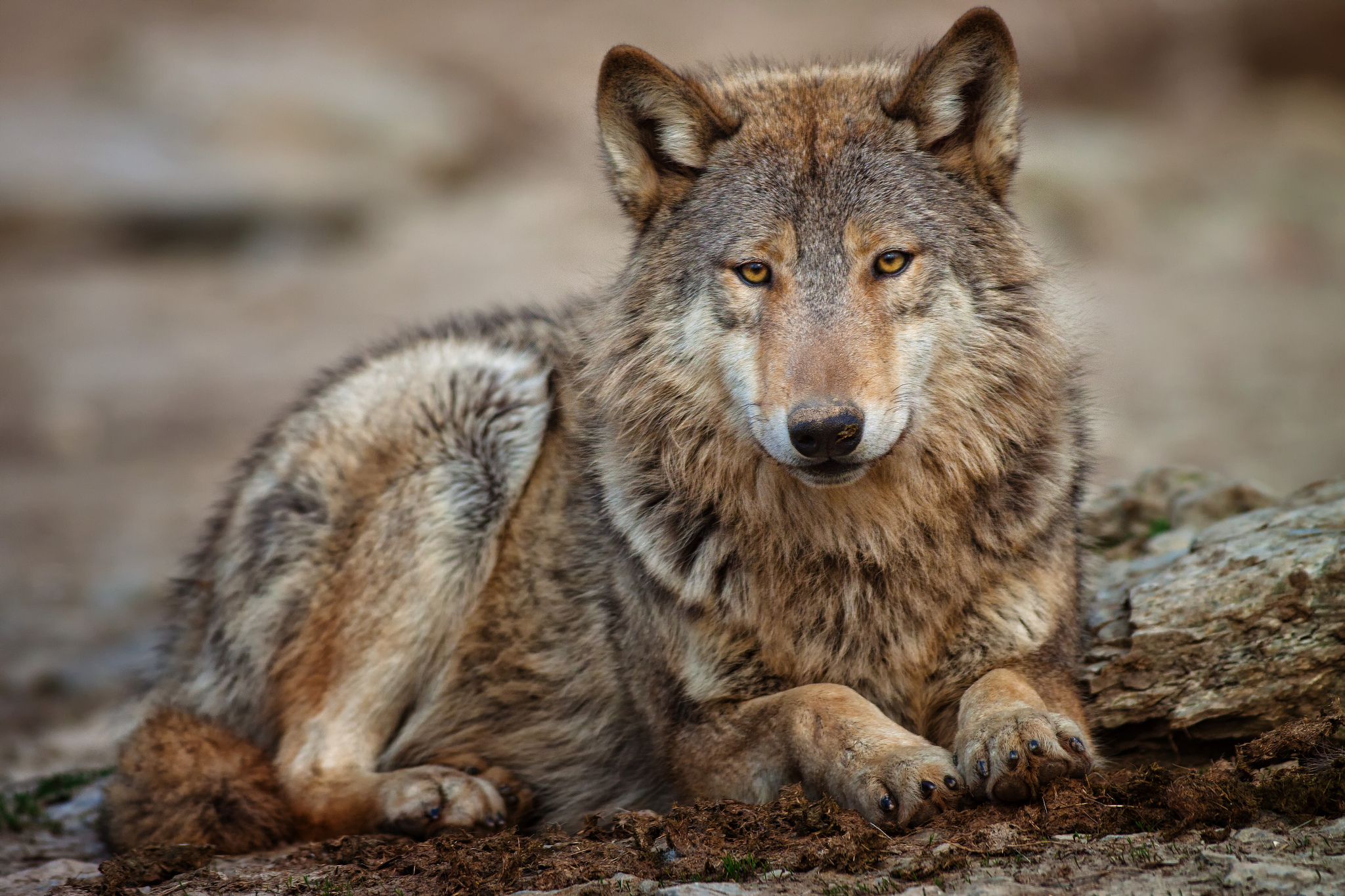 Majestic Wolf HD Wallpaper: Nature's Beauty Unleashed