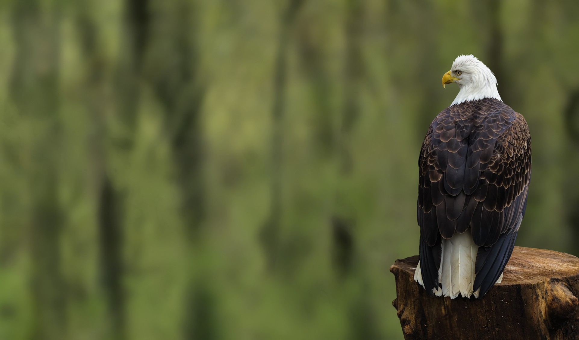 Bald Eagle Wallpaper For Windows 7
