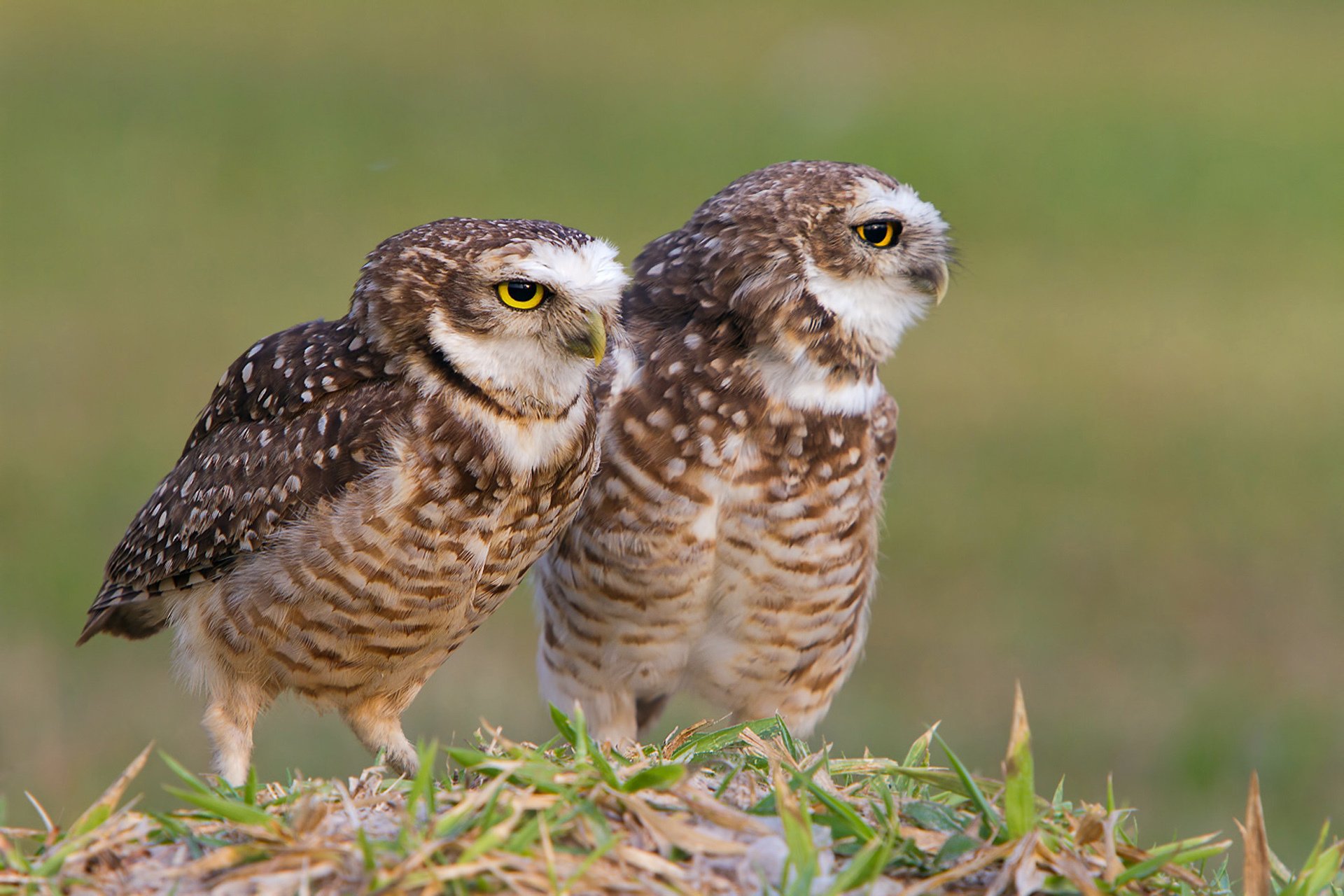 Captivating Owl Duo - HD Wallpaper
