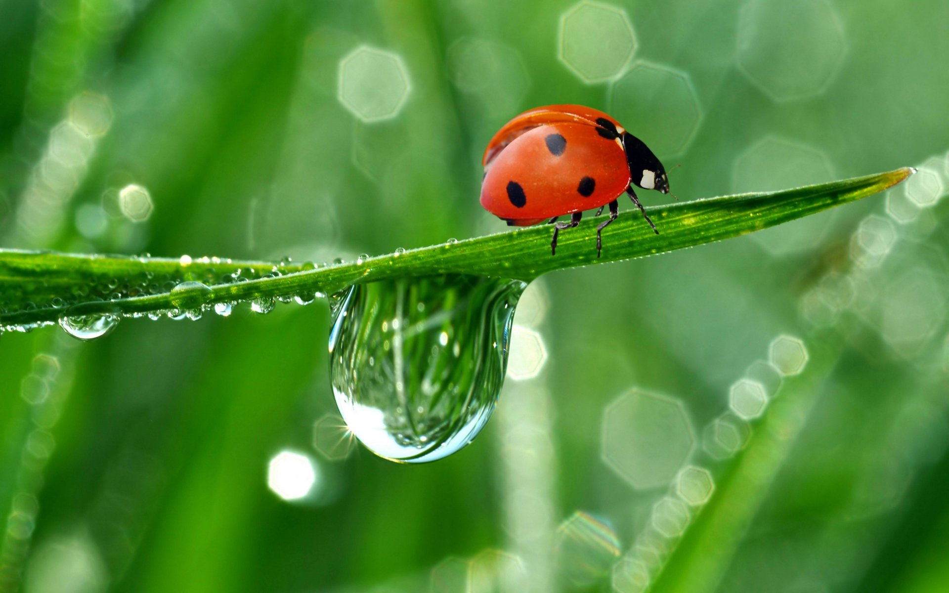 HD Wallpaper of a Charming Ladybug in Nature