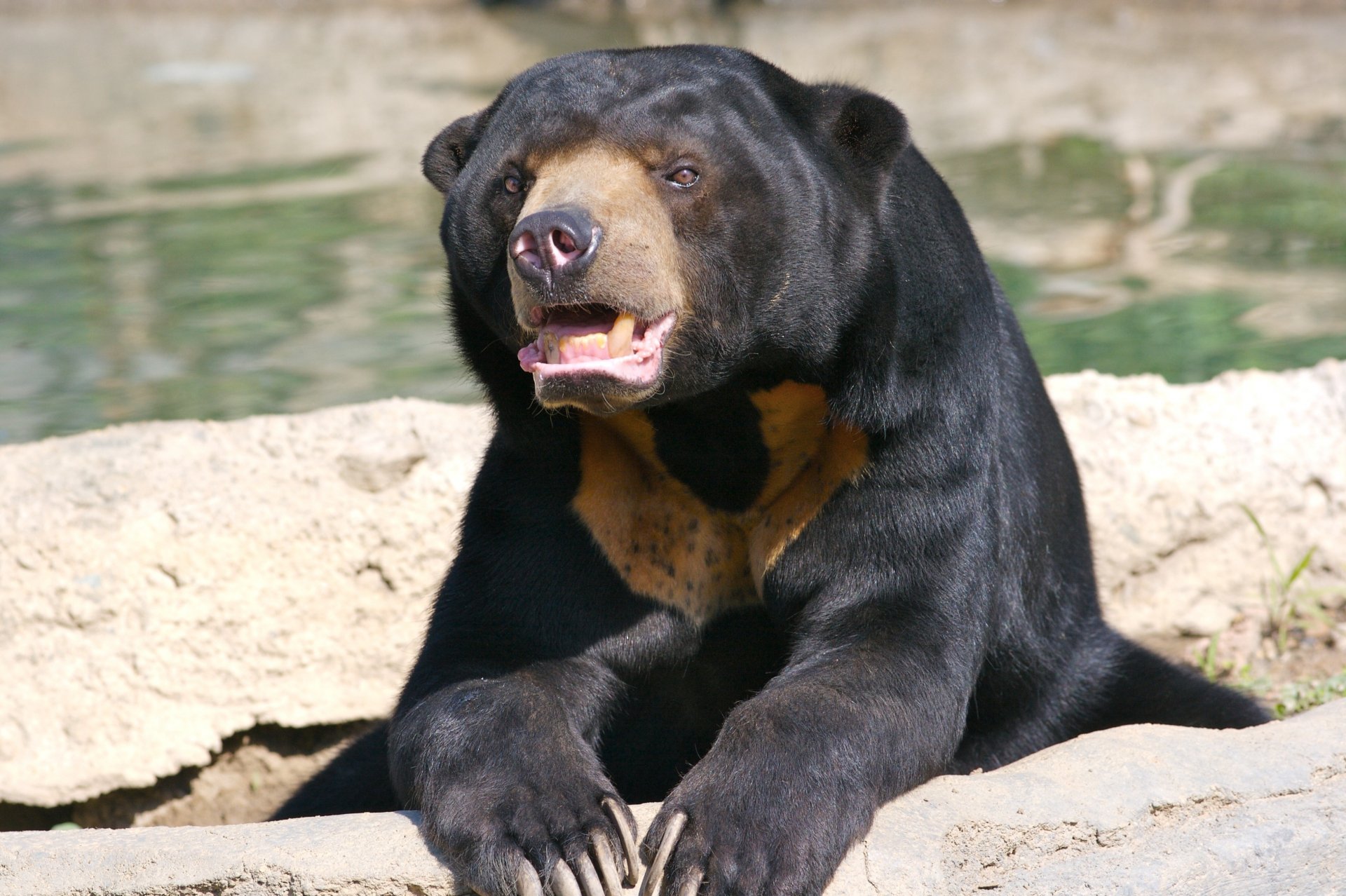 Download Animal Sun Bear 4k Ultra HD Wallpaper