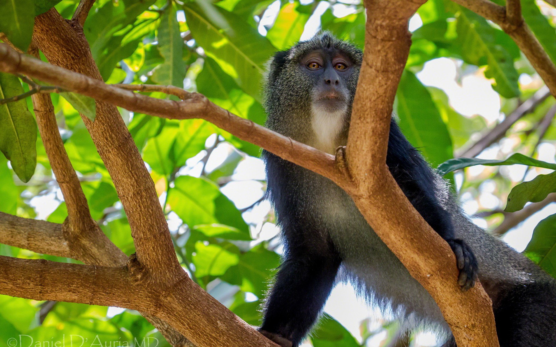 Download Animal Monkey HD Wallpaper