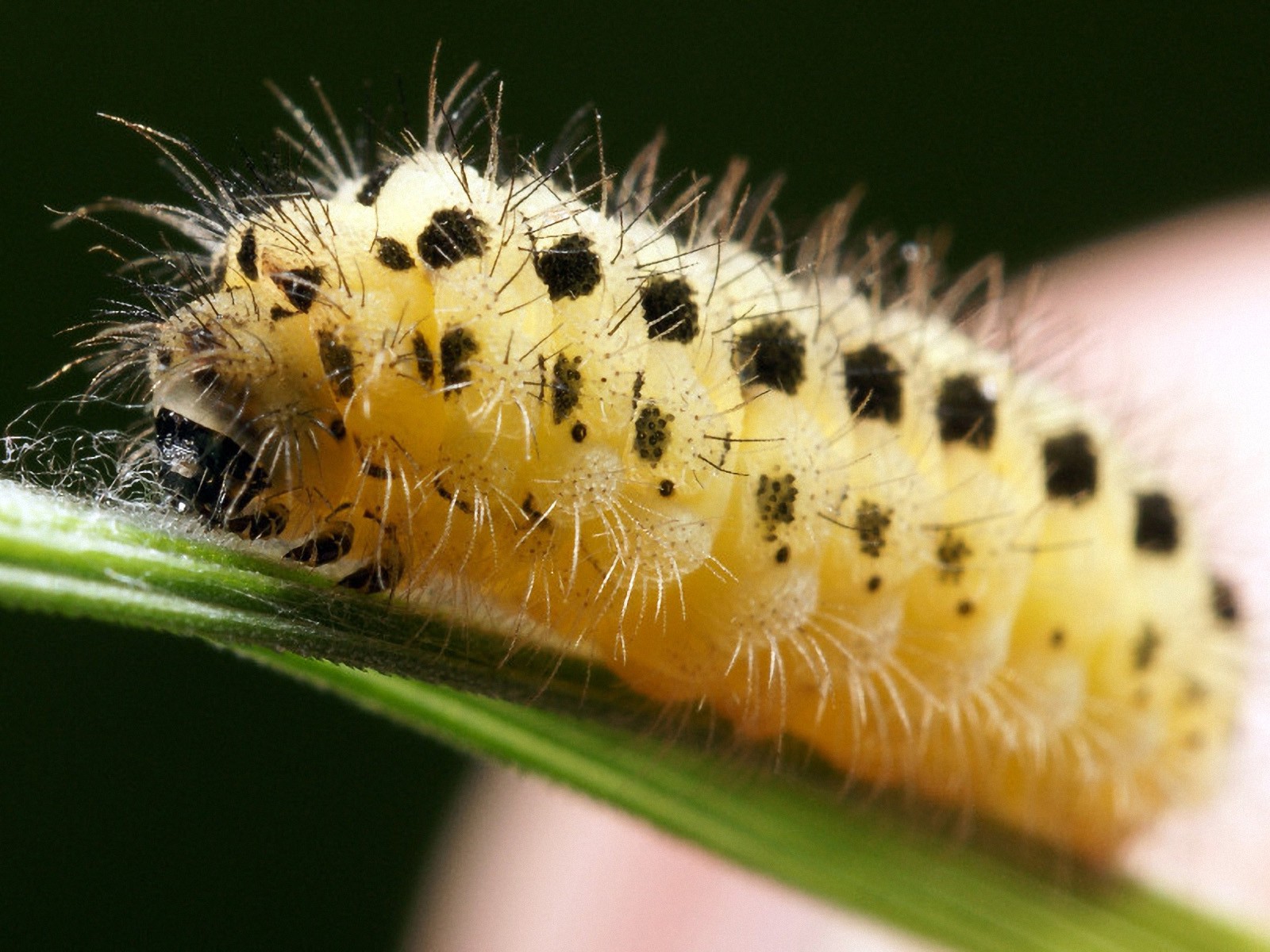Download Animal Caterpillar Wallpaper