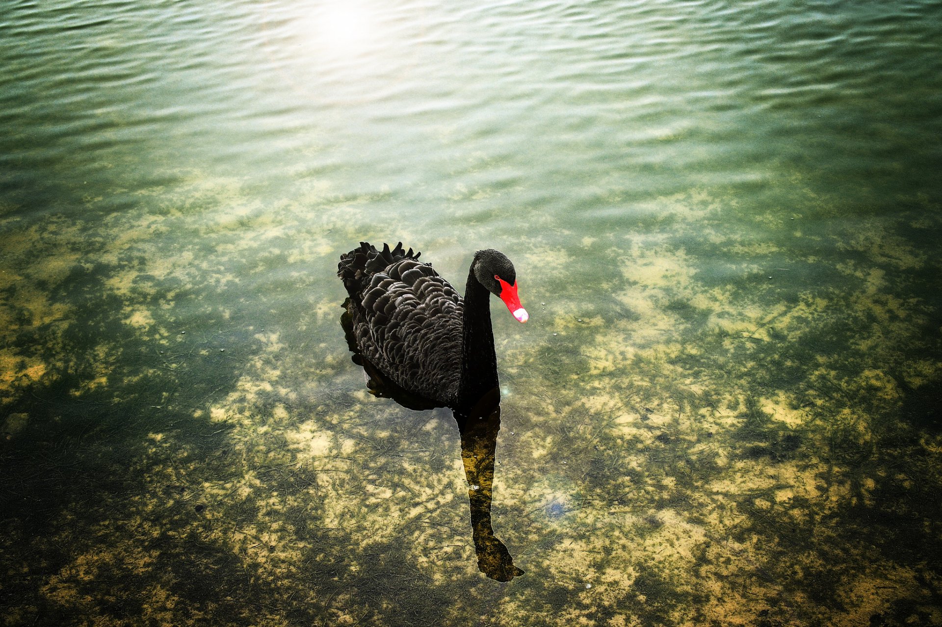 Elegant Black Swan: Stunning HD Wallpaper