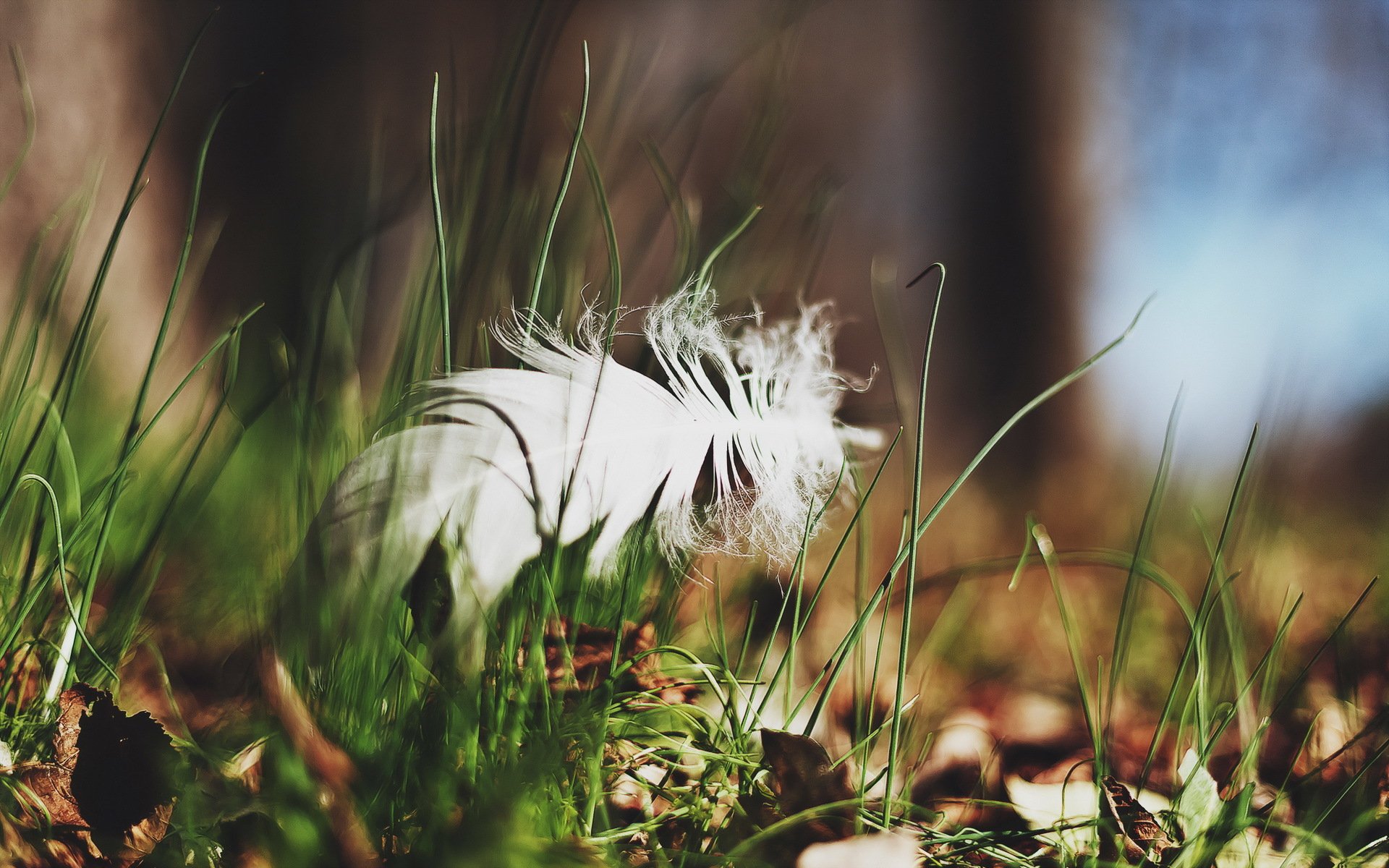 Delicate Feather in Focus: Stunning HD Photography Wallpaper