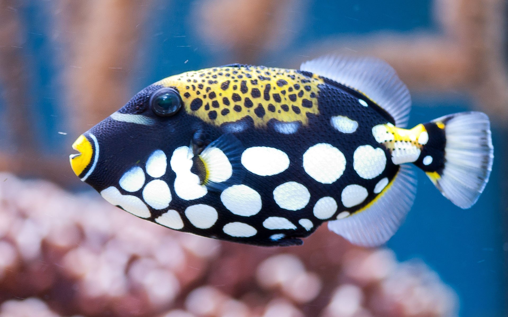 Triggerfish HD Wallpaper Delight