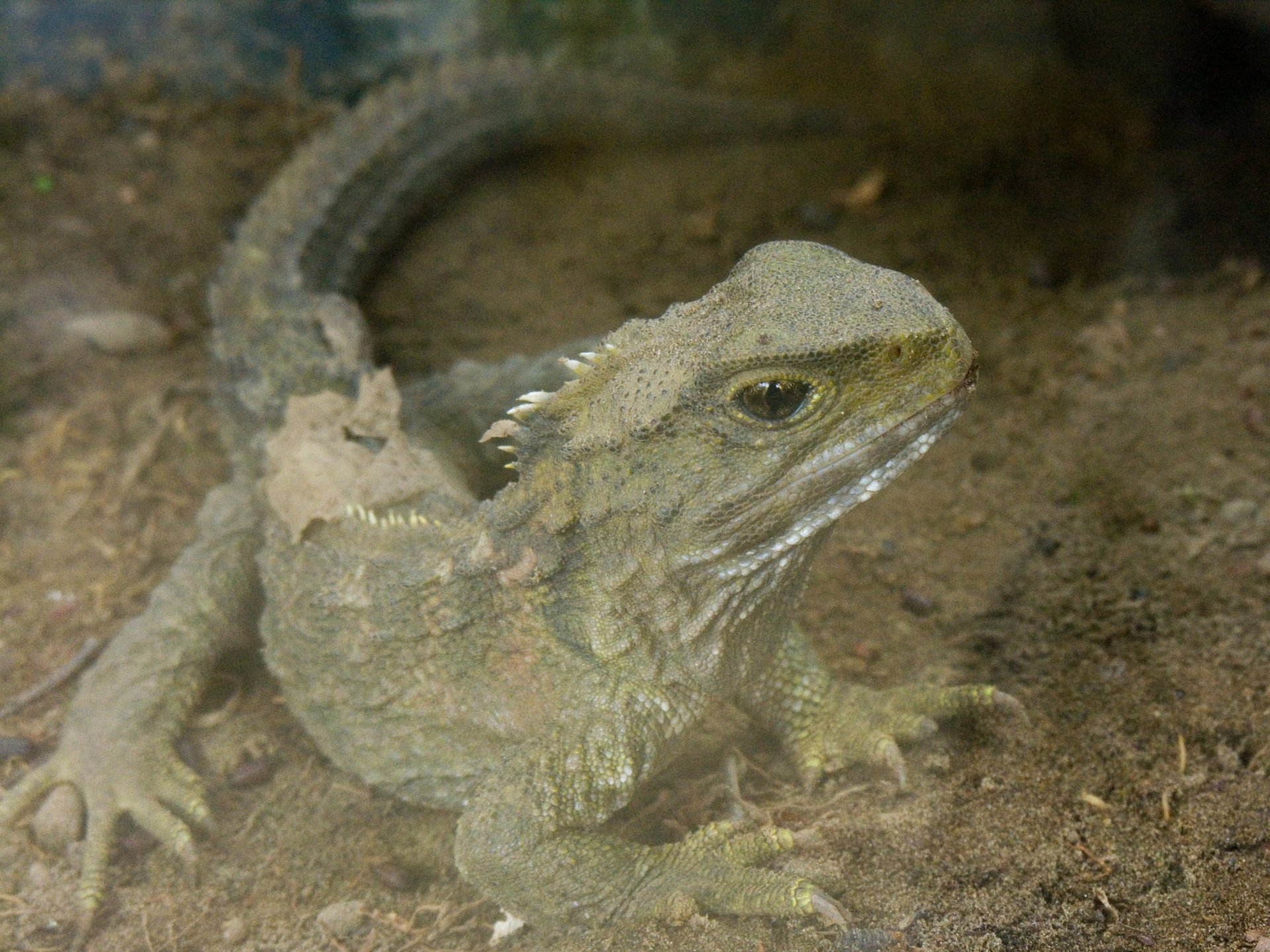 Download Lizard Animal Tuatara HD Wallpaper