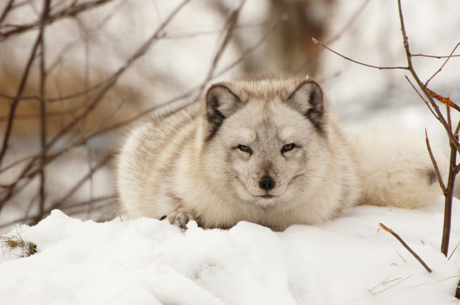 Stunning Arctic Fox HD Wallpaper