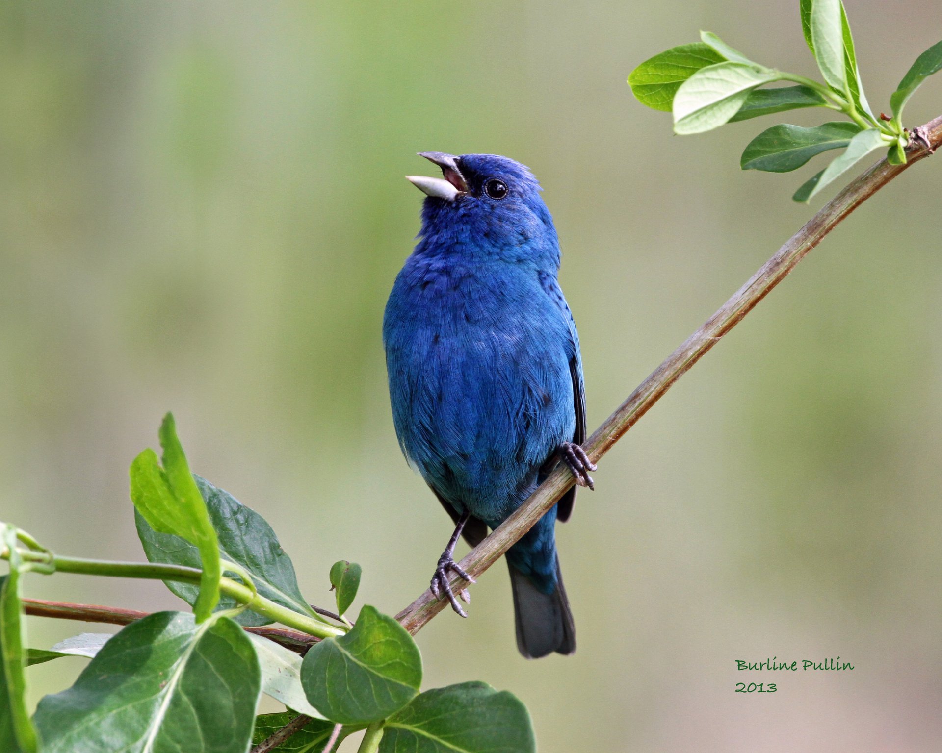 Stunning Indigo Bunting HD Wallpaper: Nature's Vibrant Blue Bird