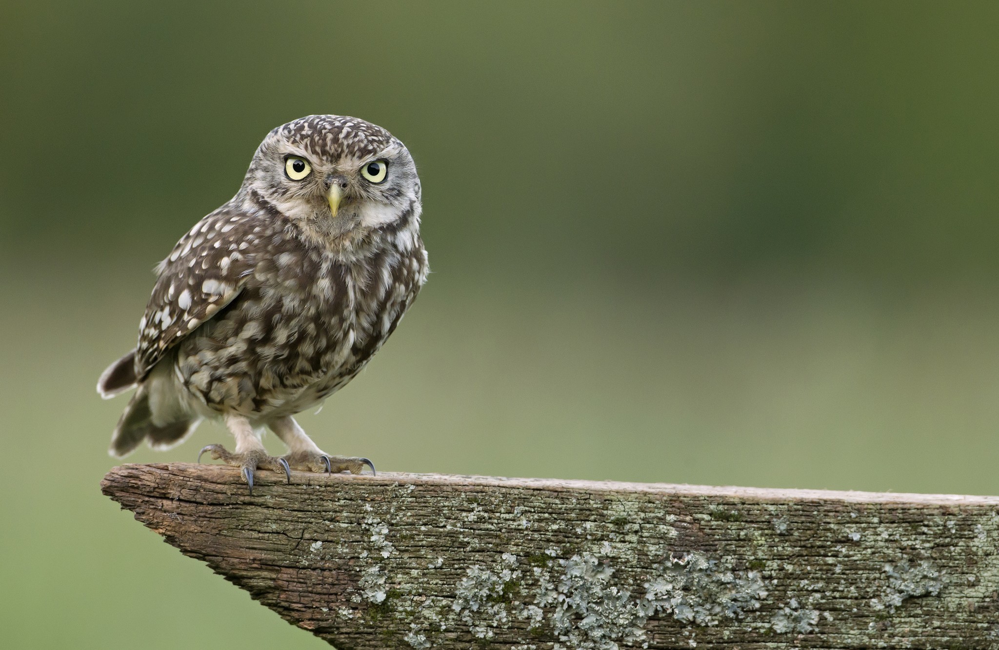 Owl Eyes Dual Monitor Wallpaper Mystic Owl Wallpapers | HD Wallpapers