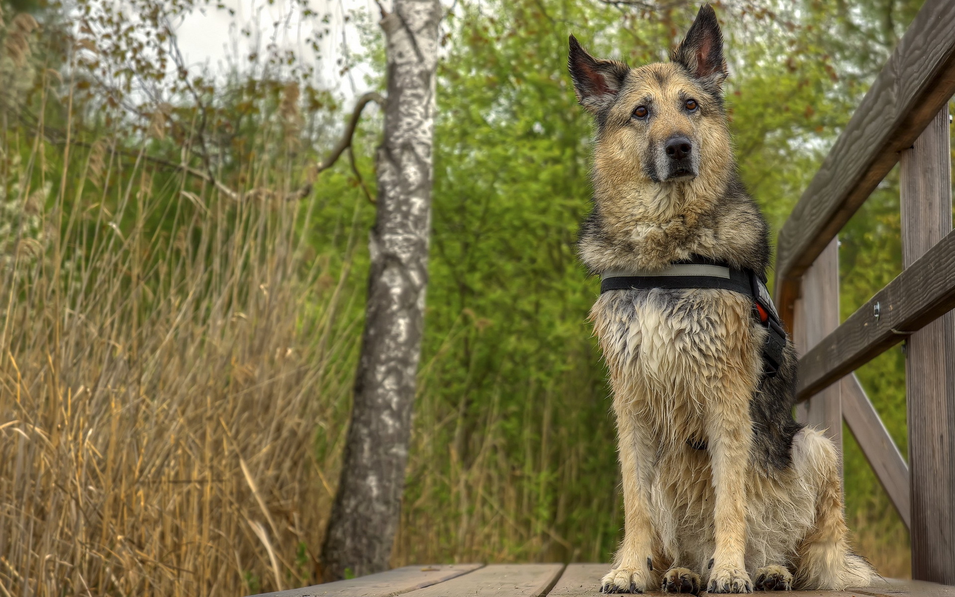 Majestic German Shepherd HD Wallpaper