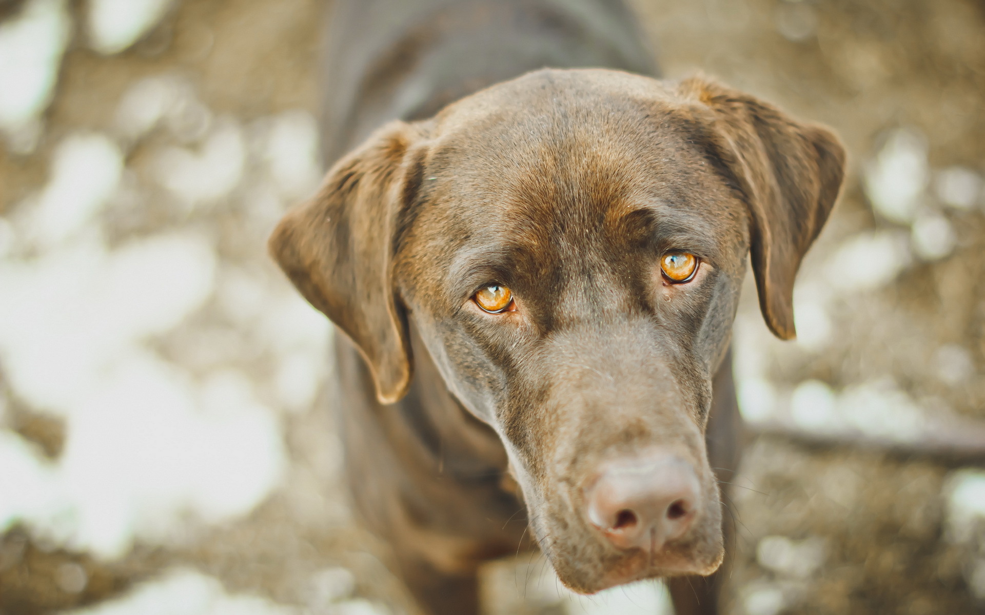 Charming Dog HD Wallpaper: A Loyal Companion