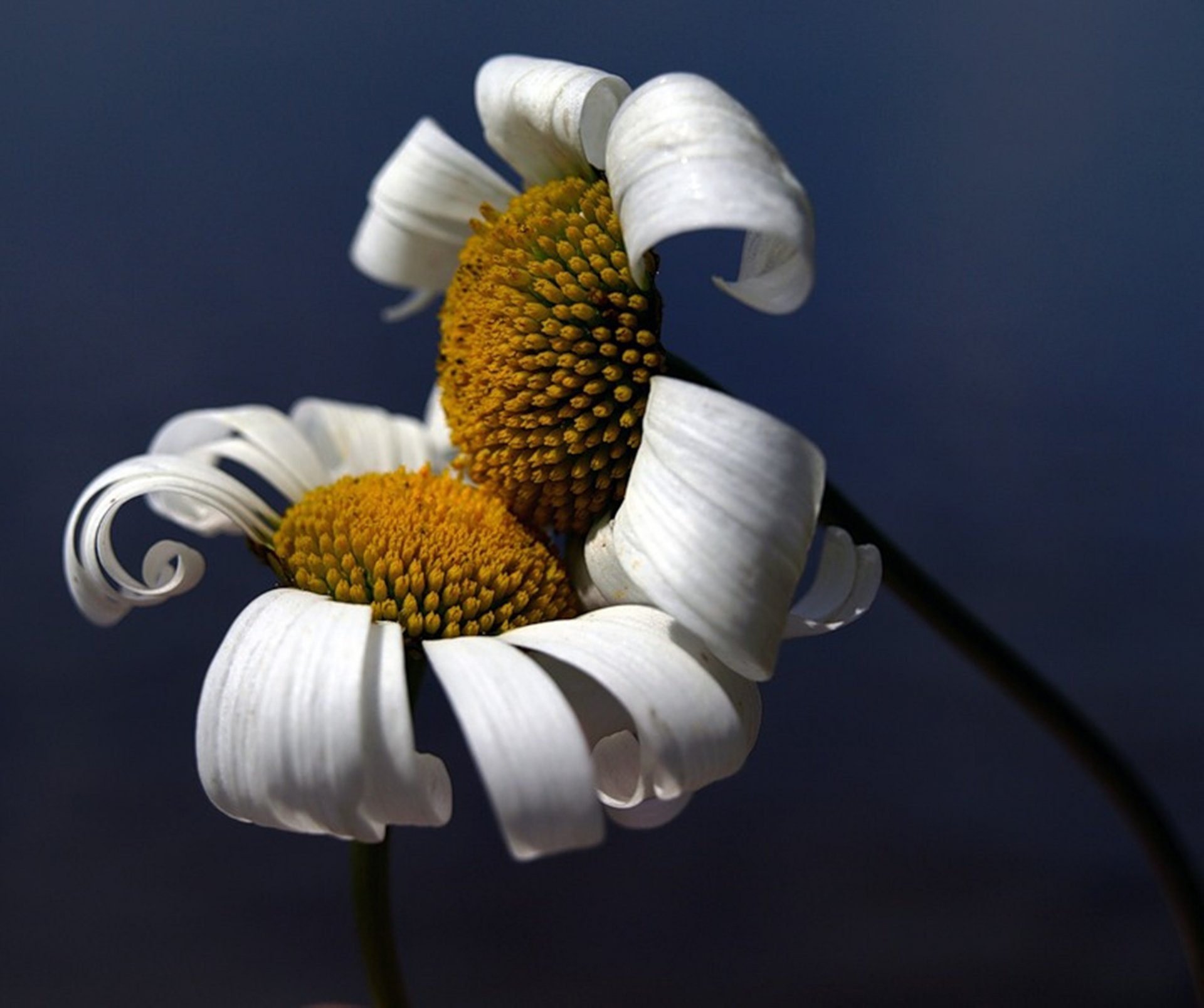 Download Nature Daisy 4k Ultra HD Wallpaper