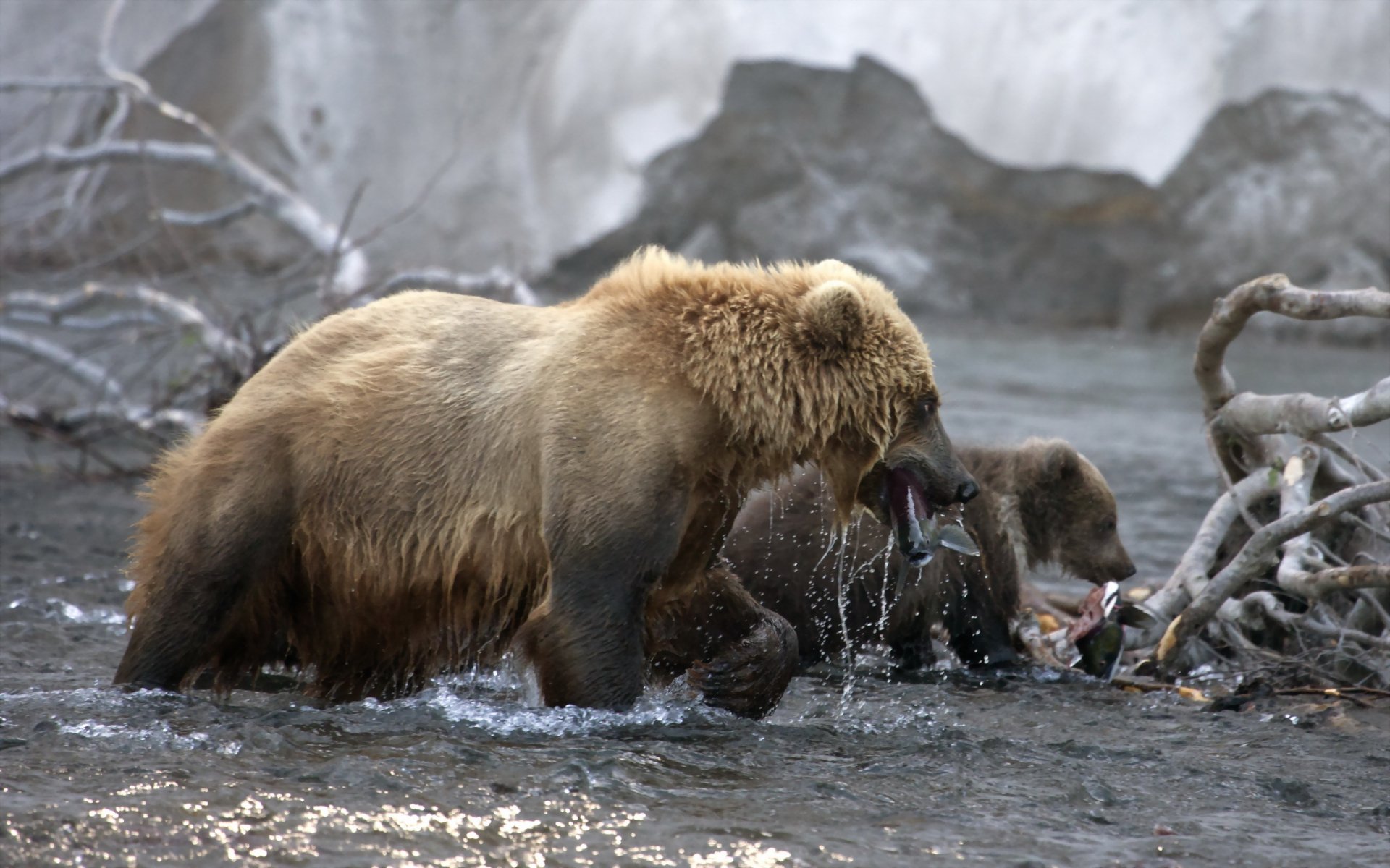 Majestic Bear in the Wild - HD Animal Wallpaper | 2560x1600 | Wallpaper ...